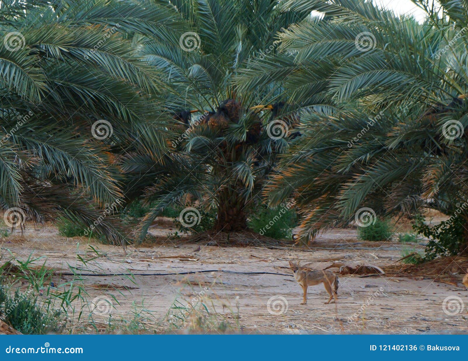 Wild Jackal Stands among Trees Stock Photo - Image of outdoor, green ...