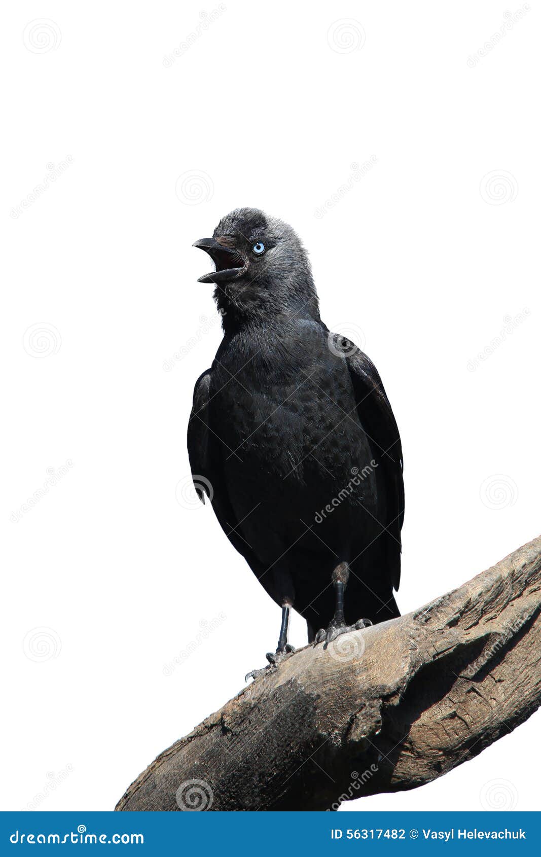Wild Jackdaw stock photo. Image of rook, aves, wildlife - 56317482