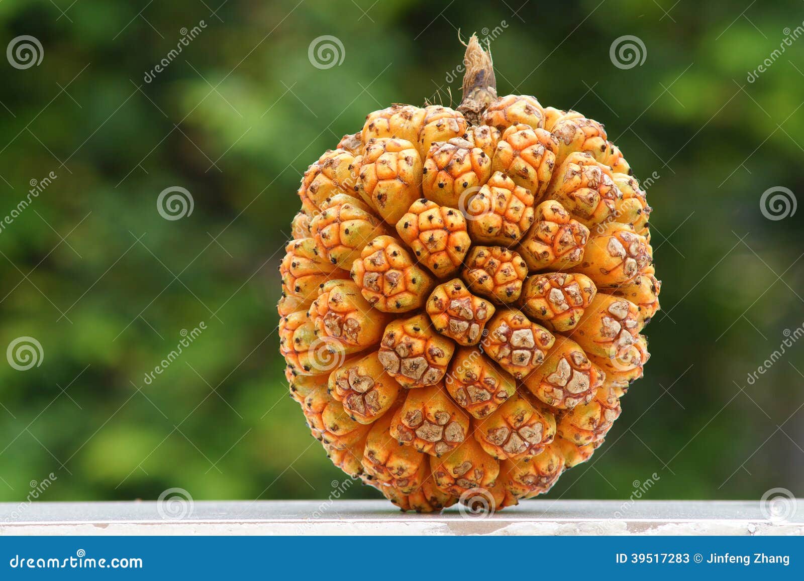 Wild jackfruit stock image. Image of close, fruit, tropics - 39517283