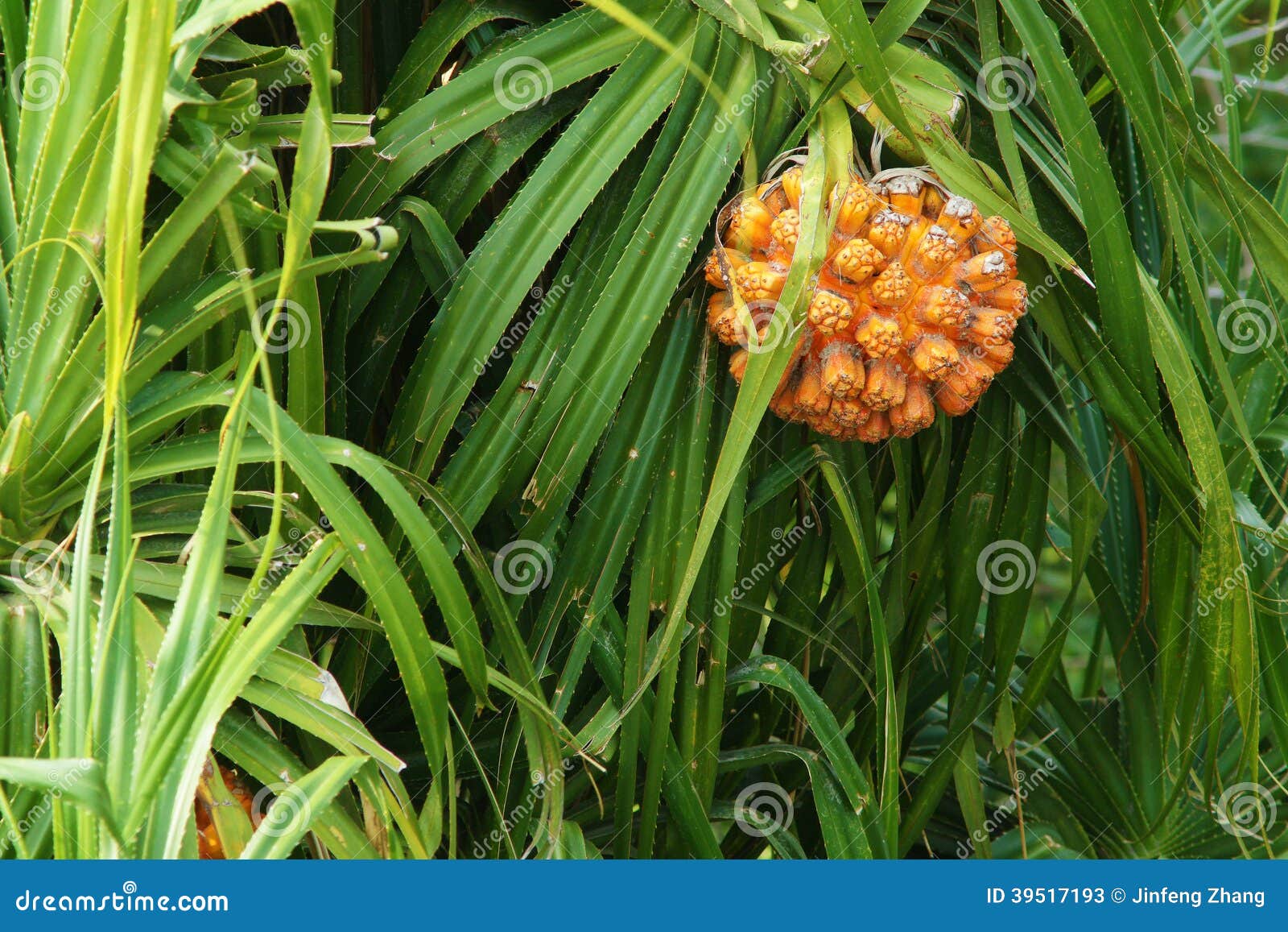 Wild jackfruit stock image. Image of tropical, artocarpus - 39517193