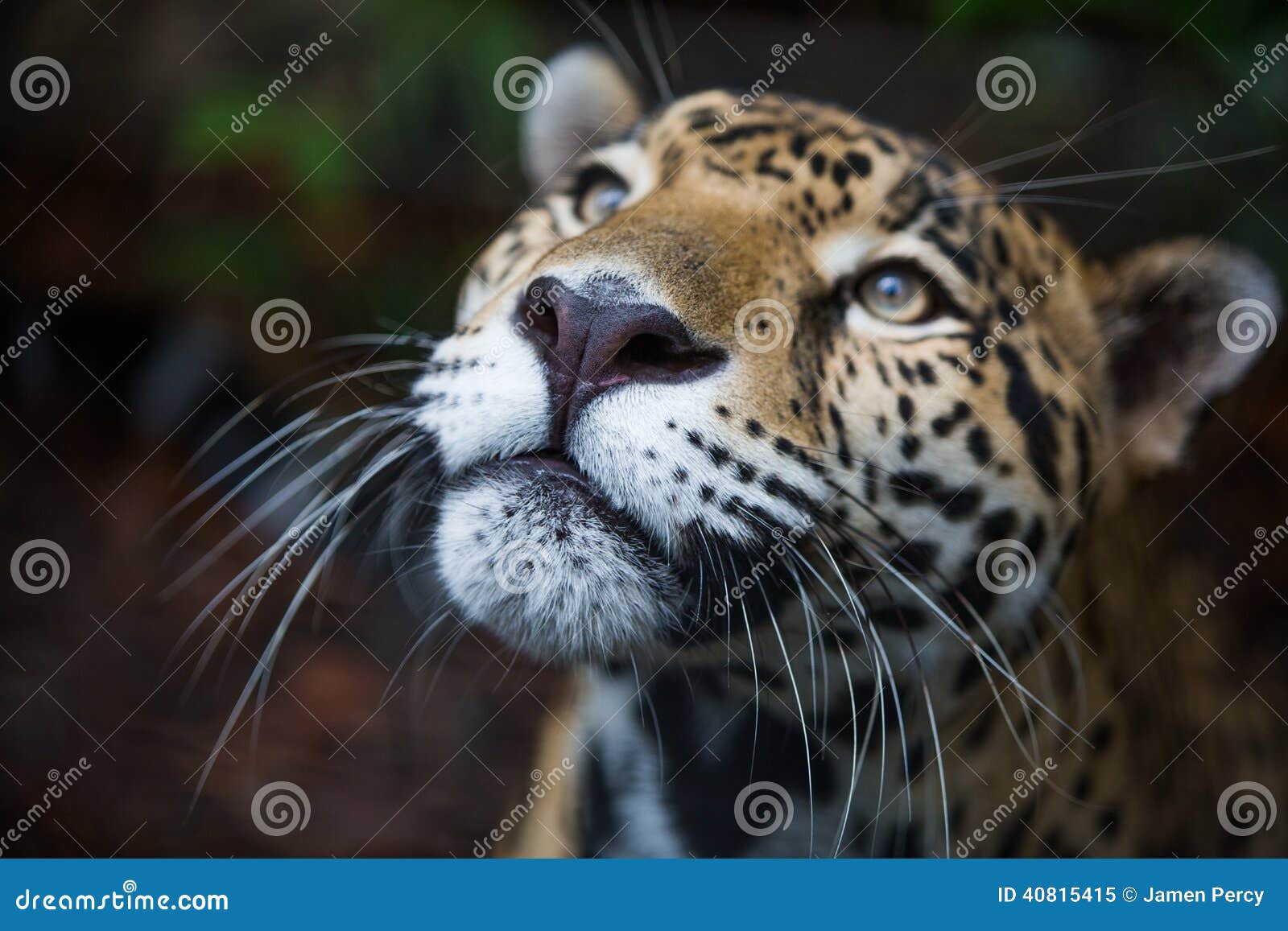 Amazon Jungle Tree Stock Photography | CartoonDealer.com #37853108