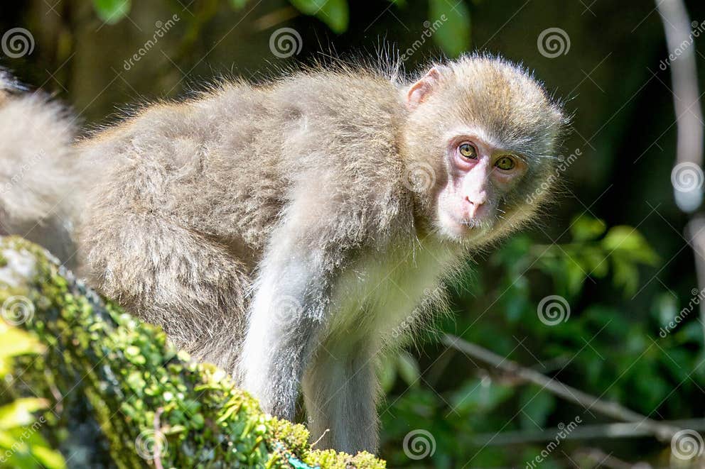 Wild Japanese Macaques Basking in the Sun Stock Image - Image of nature ...