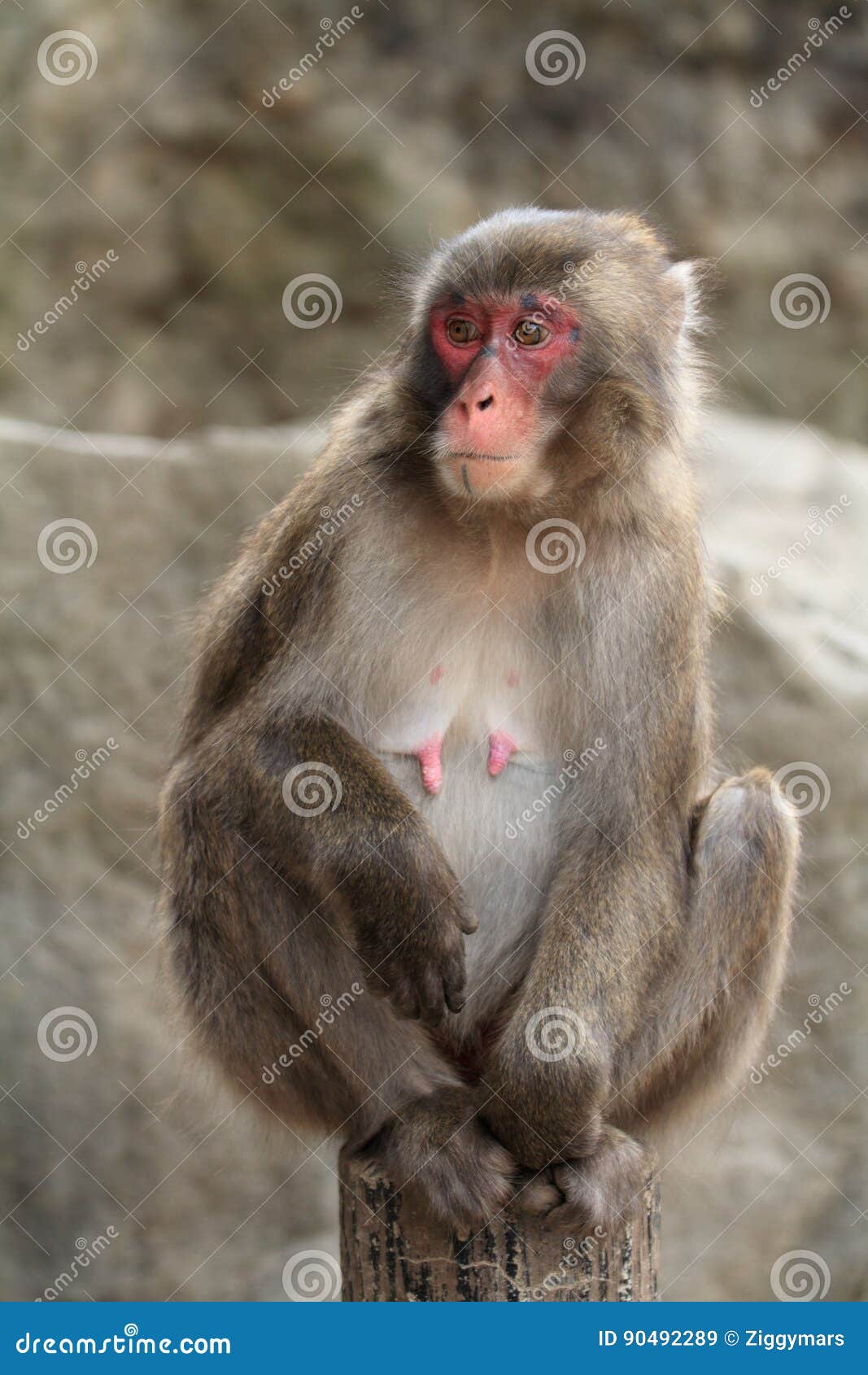 Wild Japanese Monkey in Beppu, Japan Stock Image - Image of japanese ...
