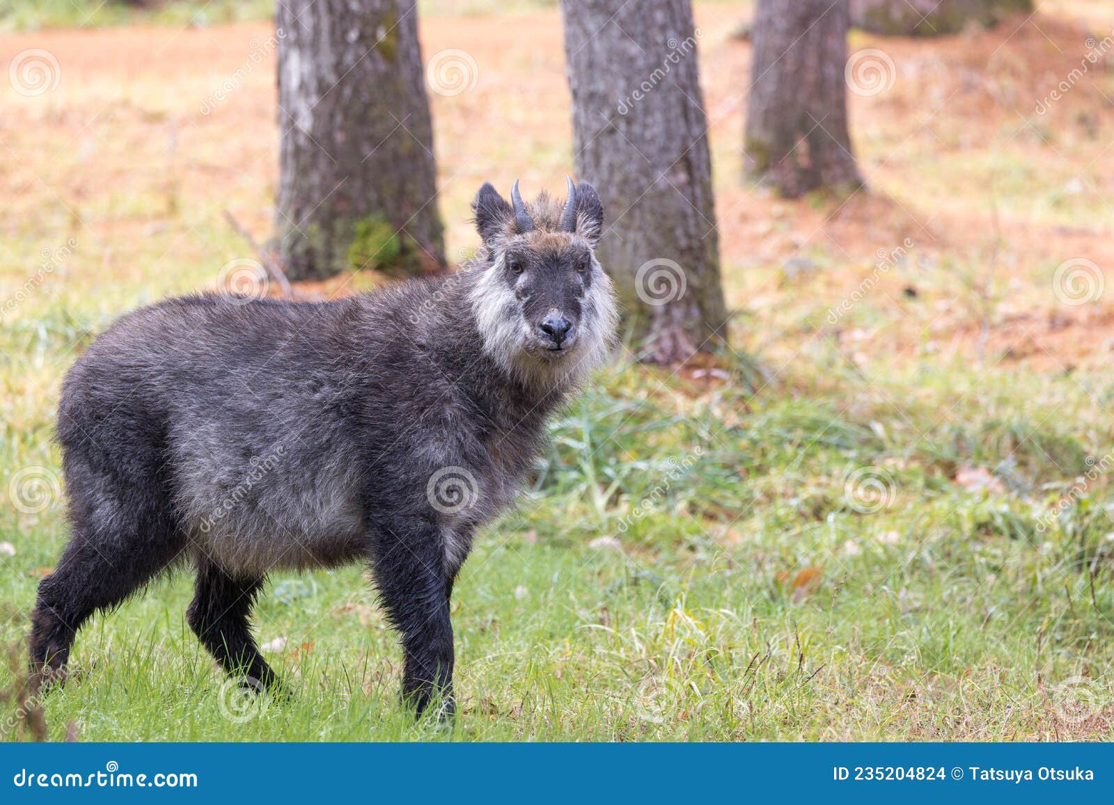 Japanese Serow Goat Capricornis Crispus Stock Photo | CartoonDealer.com ...