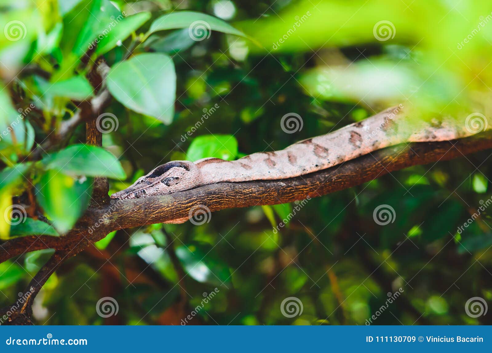 Wild Jararaca Snake on a Tree Branch Stock Image - Image of bothrops ...