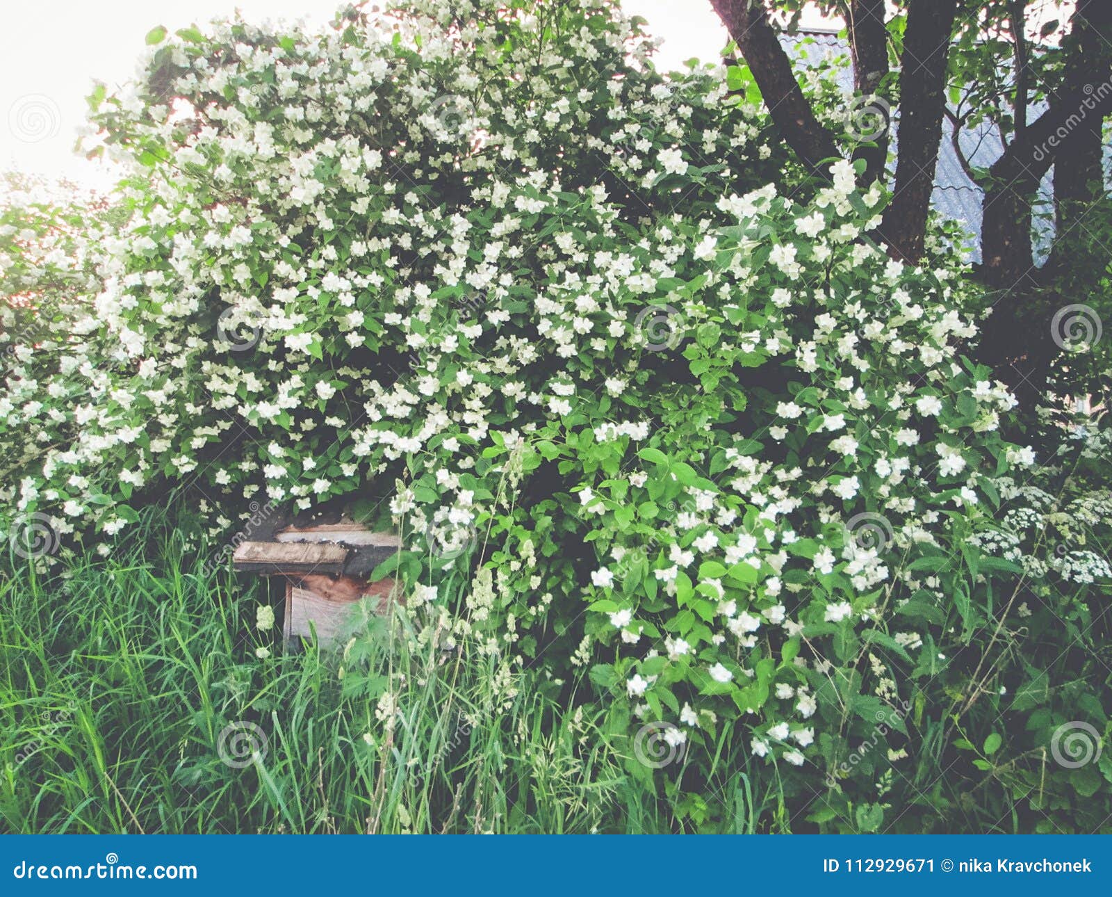 Jasmine stock image. Image of wild, jasmine - 112929671