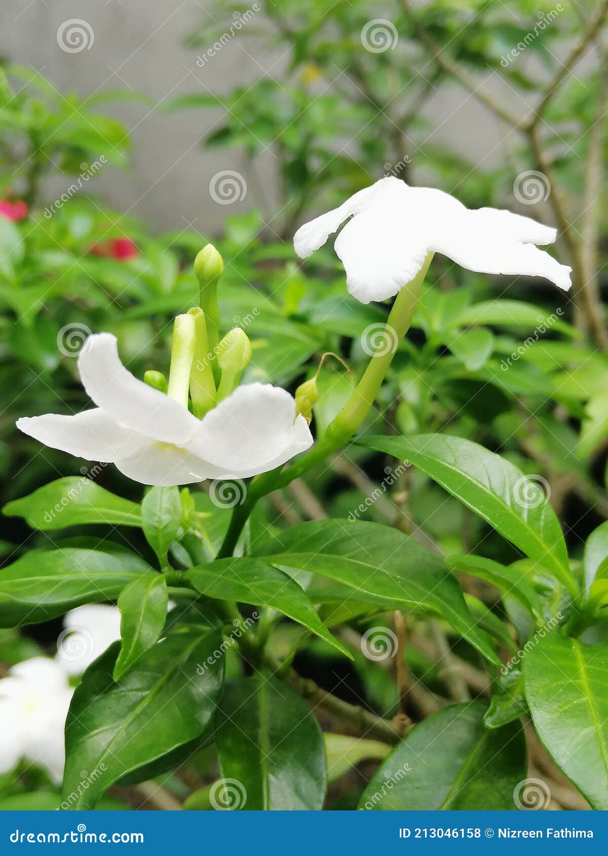 Wild Jasmine, Jasminum Fruticans Stock Image | CartoonDealer.com #86604475