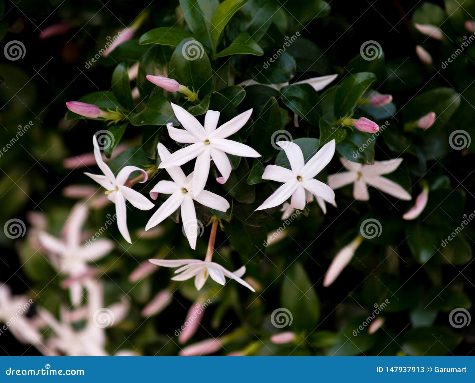 Wild Jasmine of Southern Africa Stock Image - Image of blossom ...