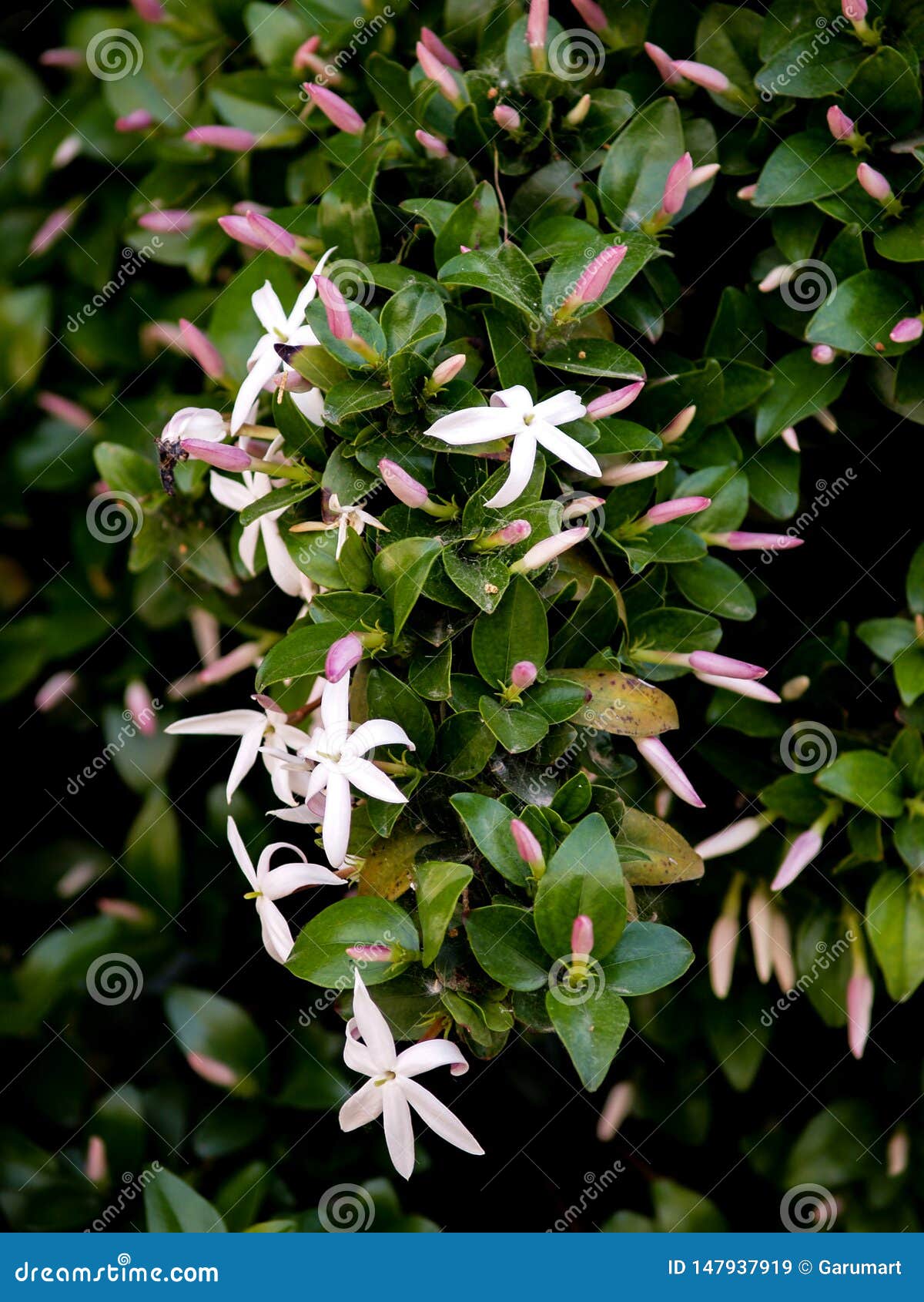 Wild Jasmine of Southern Africa Stock Image - Image of africa, green ...