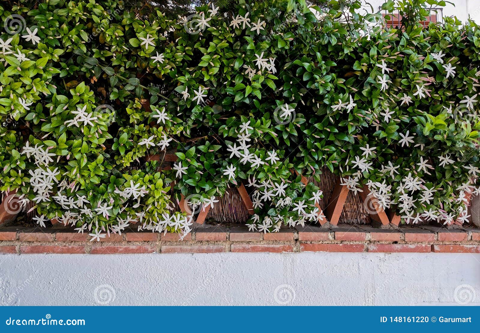 Wild Jasmine Jasminum Fruticans Stock Image 86604475