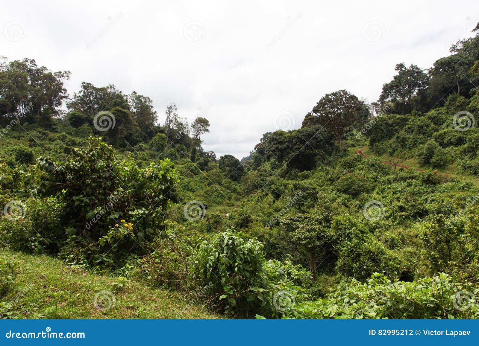 Wild Jungle in Aberdare. Kenya Stock Photo - Image of thick, wildlife ...