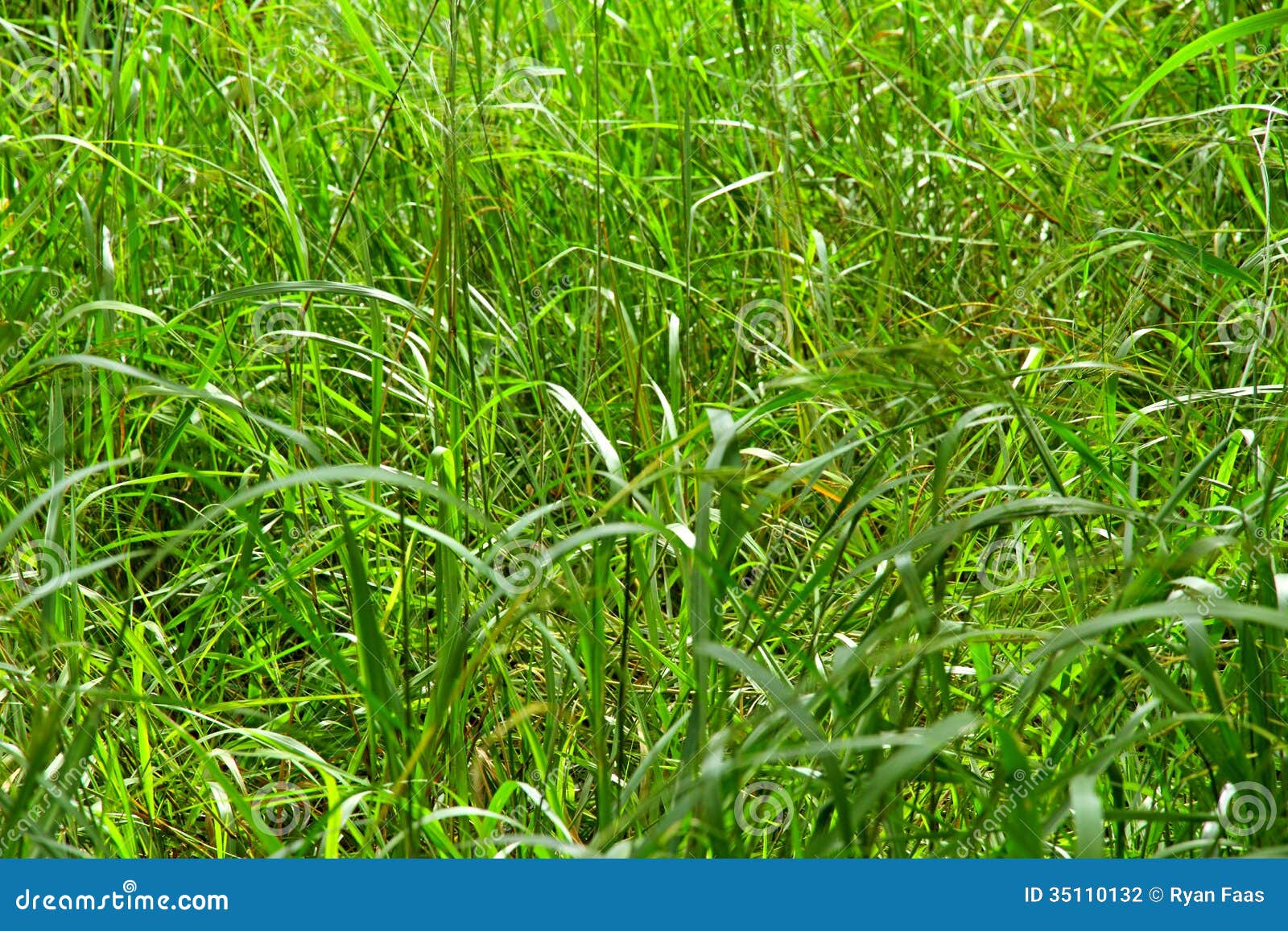 Wild Jungle Grass stock photo. Image of closeup, grow - 35110132