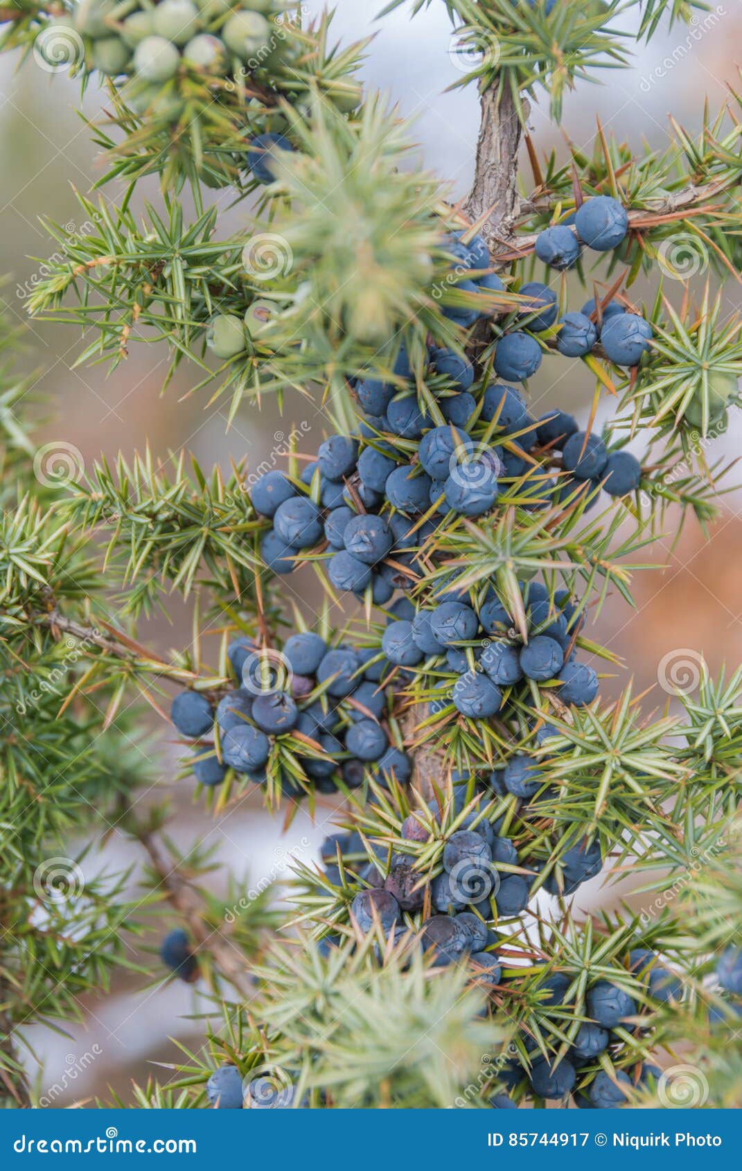 Wild Juniper Blue Berries Close Up Stock Image - Image of leaf, fresh ...