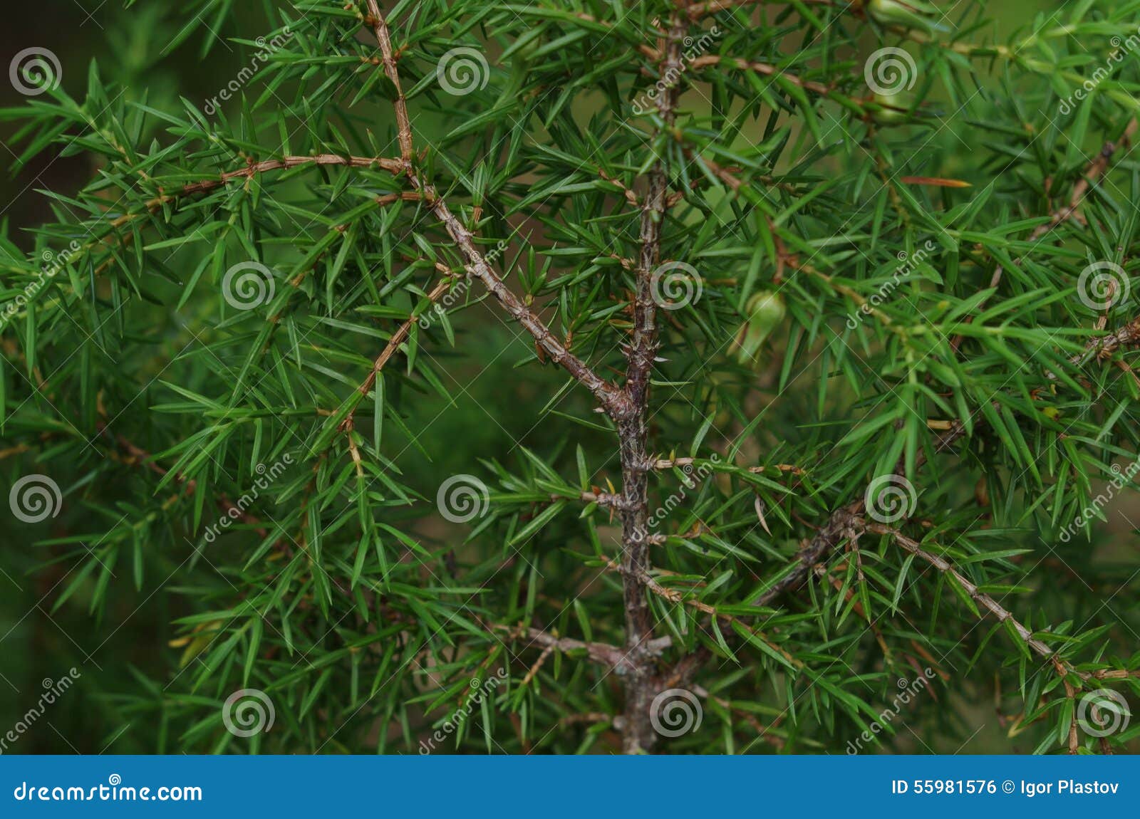 Wild juniper in the forest stock photo. Image of organic - 55981576