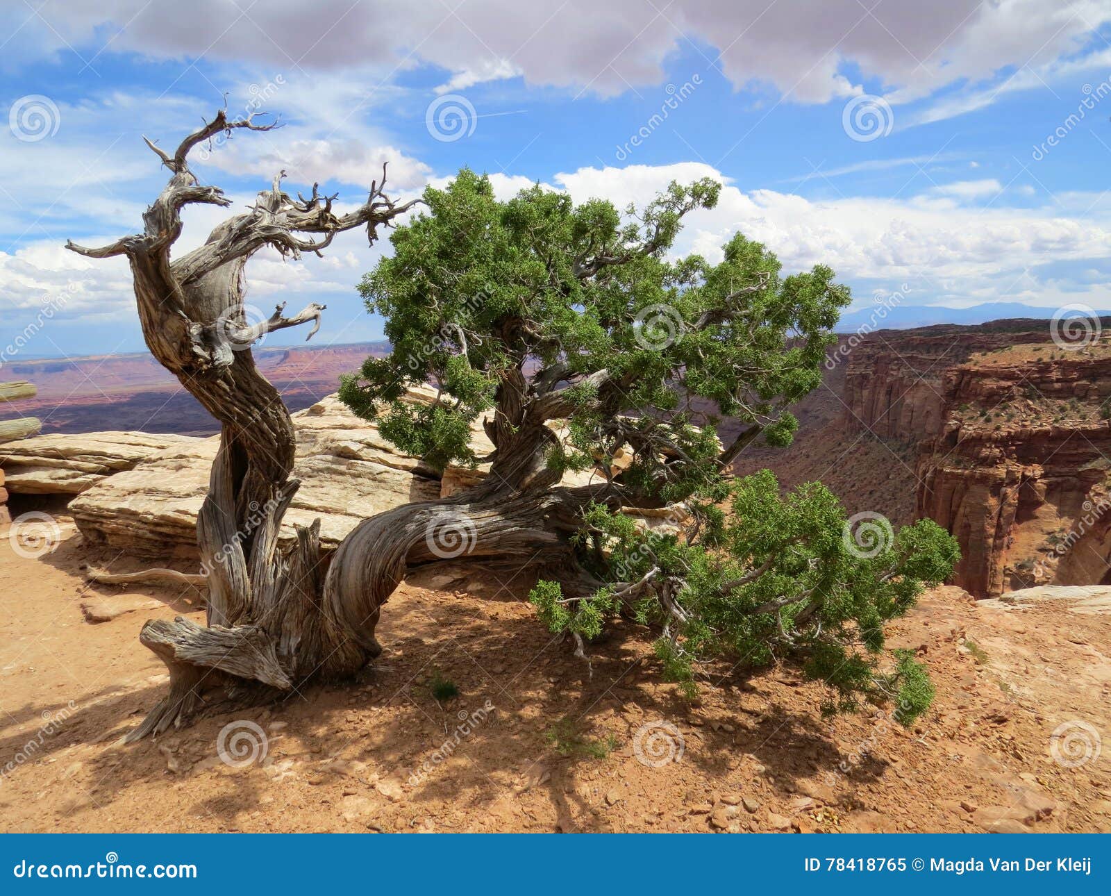 Wild Juniper Tree Canyonlands Stock Image - Image of landscape, travel ...