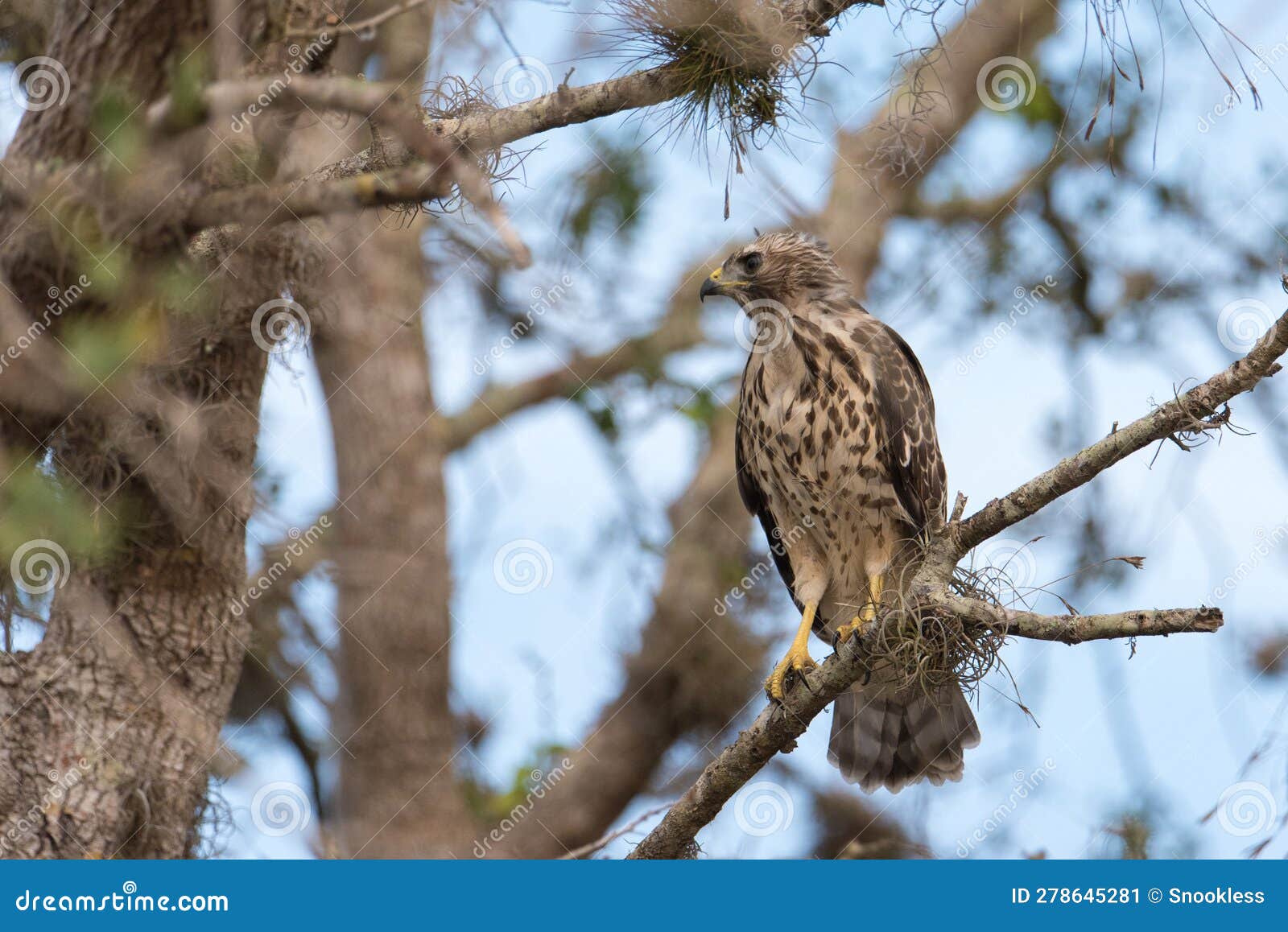 Wild Juvenile Red-Shouldered Hawk on Branch Stock Image - Image of ...