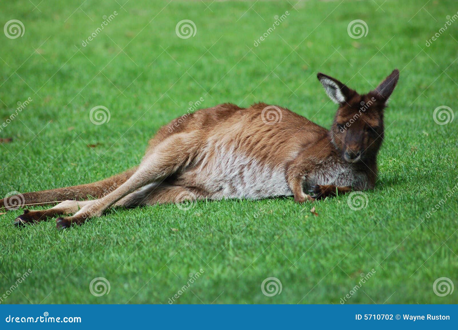 One Wild Kangaroo Sitting In Karijini National Park Stock Image ...