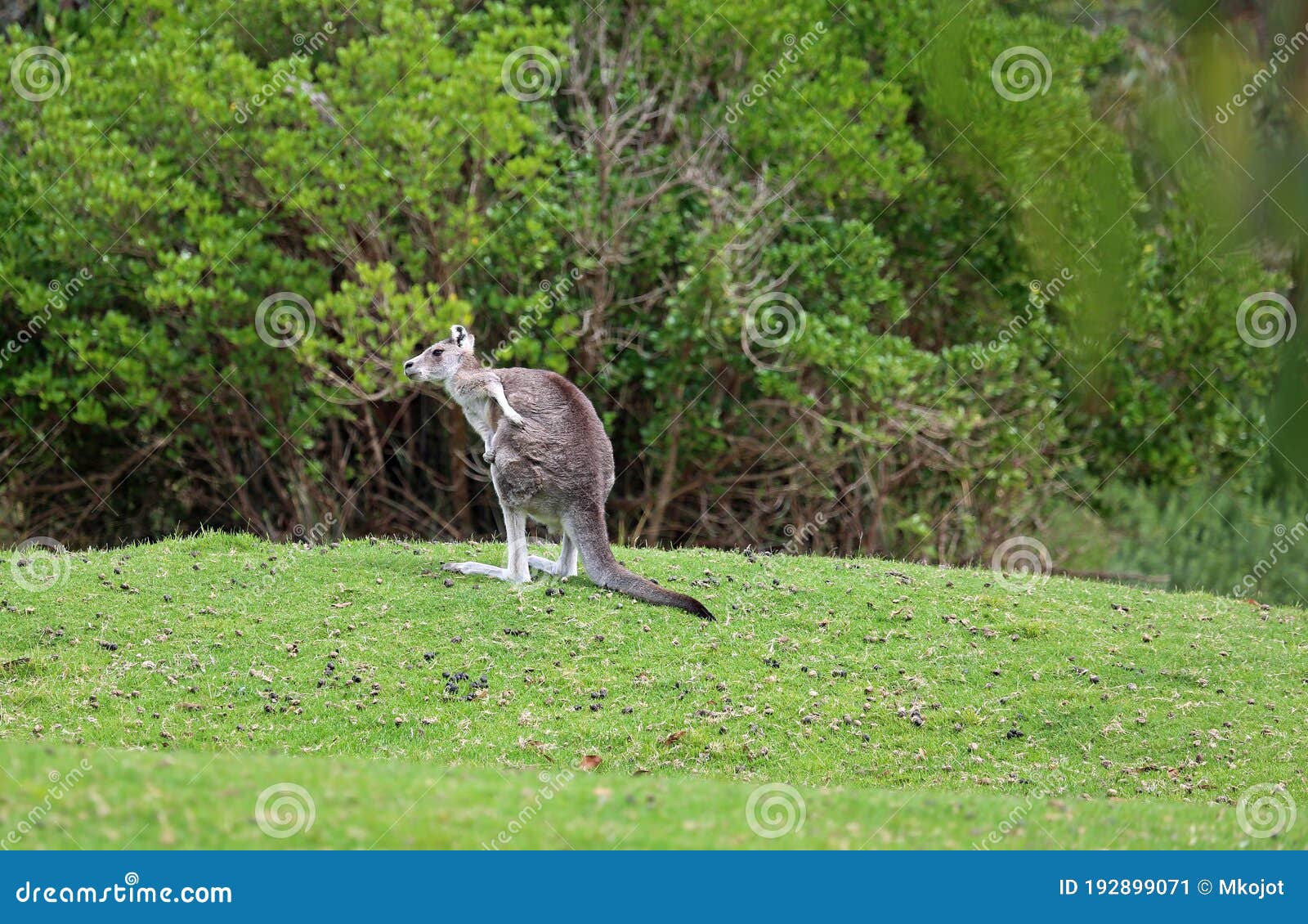 Kangaroo scratching itself stock image. Image of attraction - 192899071
