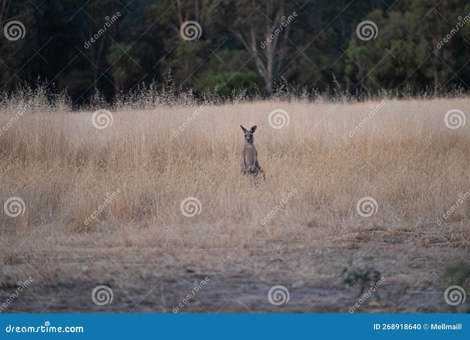 Back Lit Australian Native Yellow Kangaroo Paw Flowers Stock Image ...