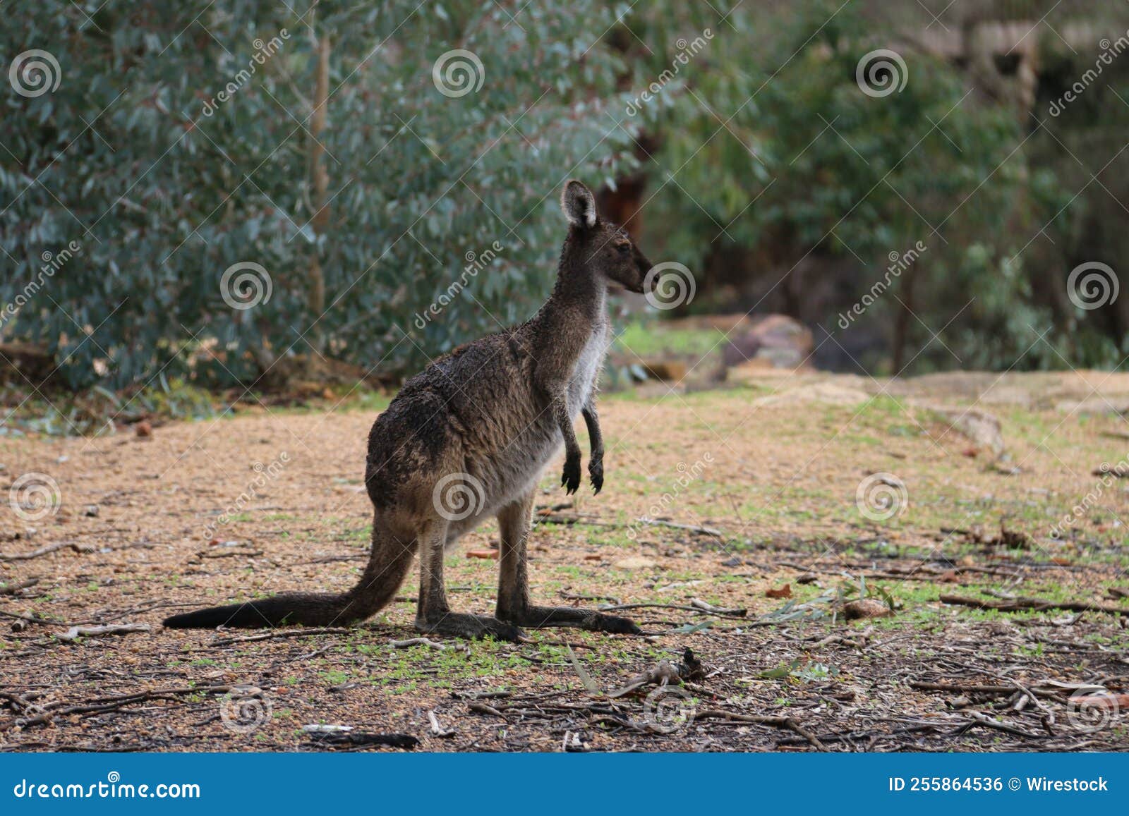 Kangaroo Standing in Forest Clearing after Rainfall Stock Photo - Image ...