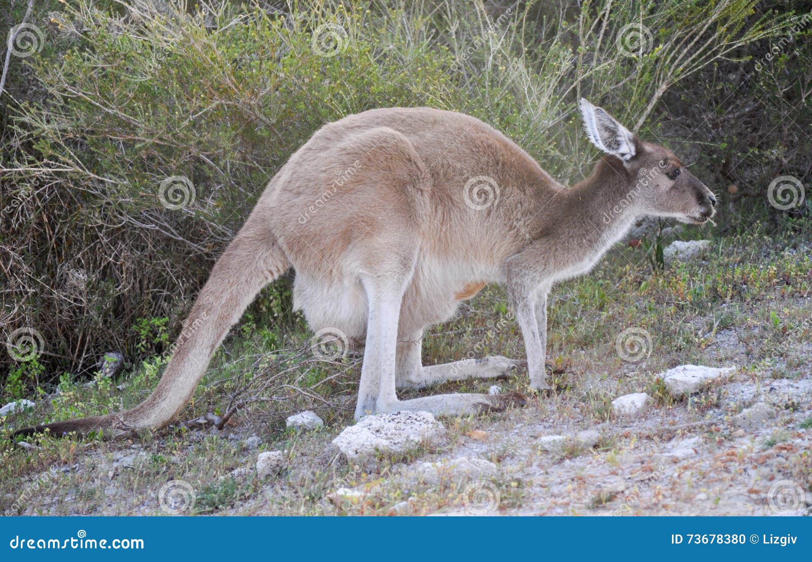 Wild Kangaroo stock photo. Image of setting, western - 73678380