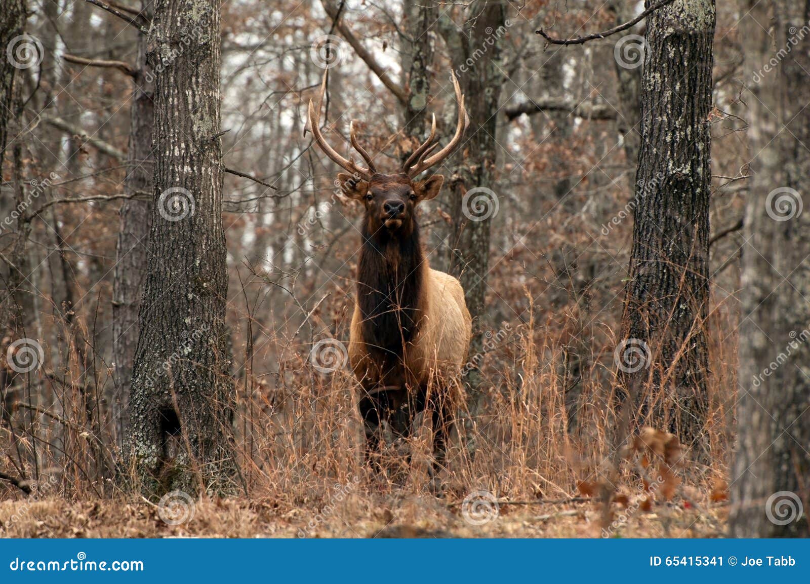 Wild Kentucky elk stock image. Image of crockett, contrast - 65415341