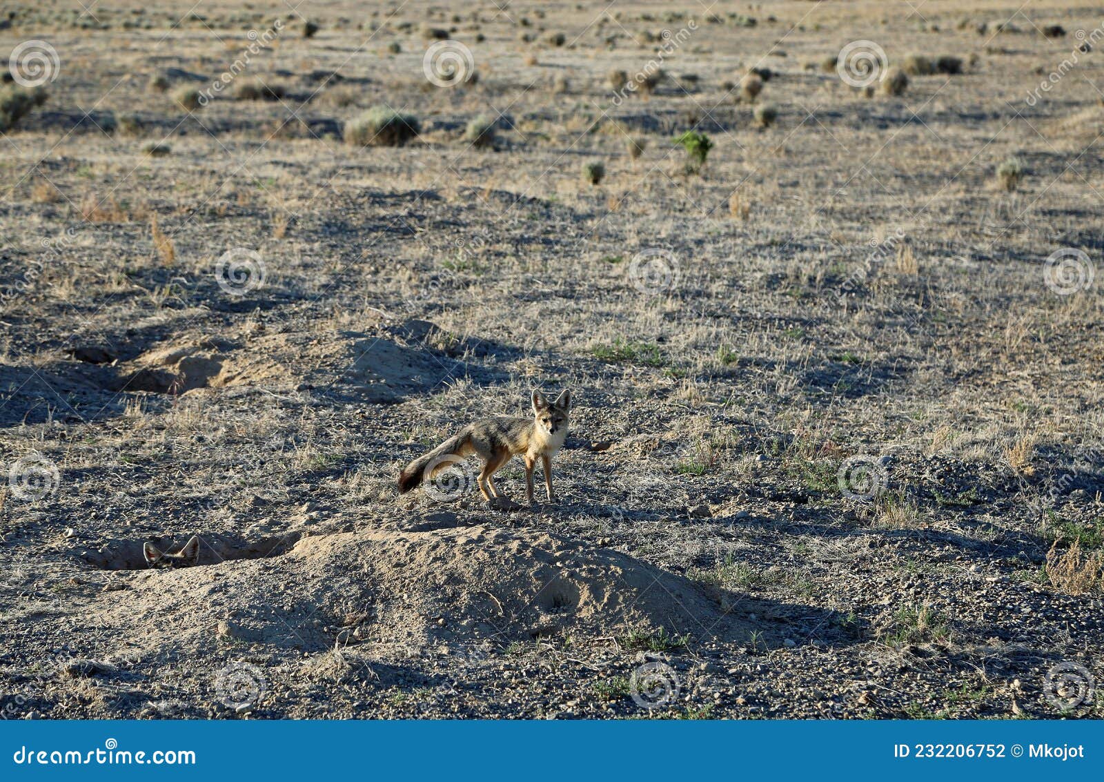 Wild kit foxes stock photo. Image of desert, tourism - 232206752