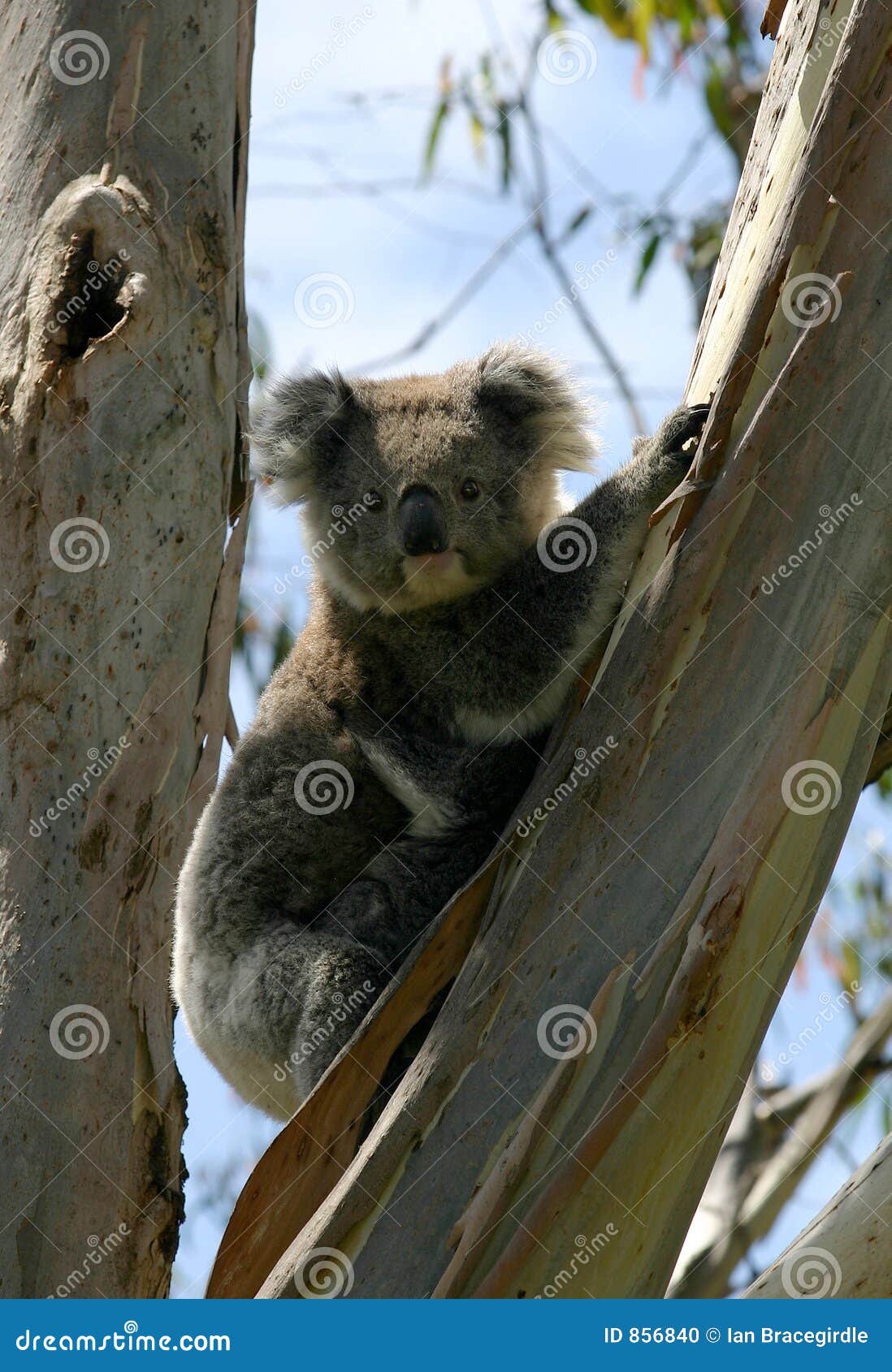 A wild Koala stock photo. Image of cuddley, sunny, cute - 856840