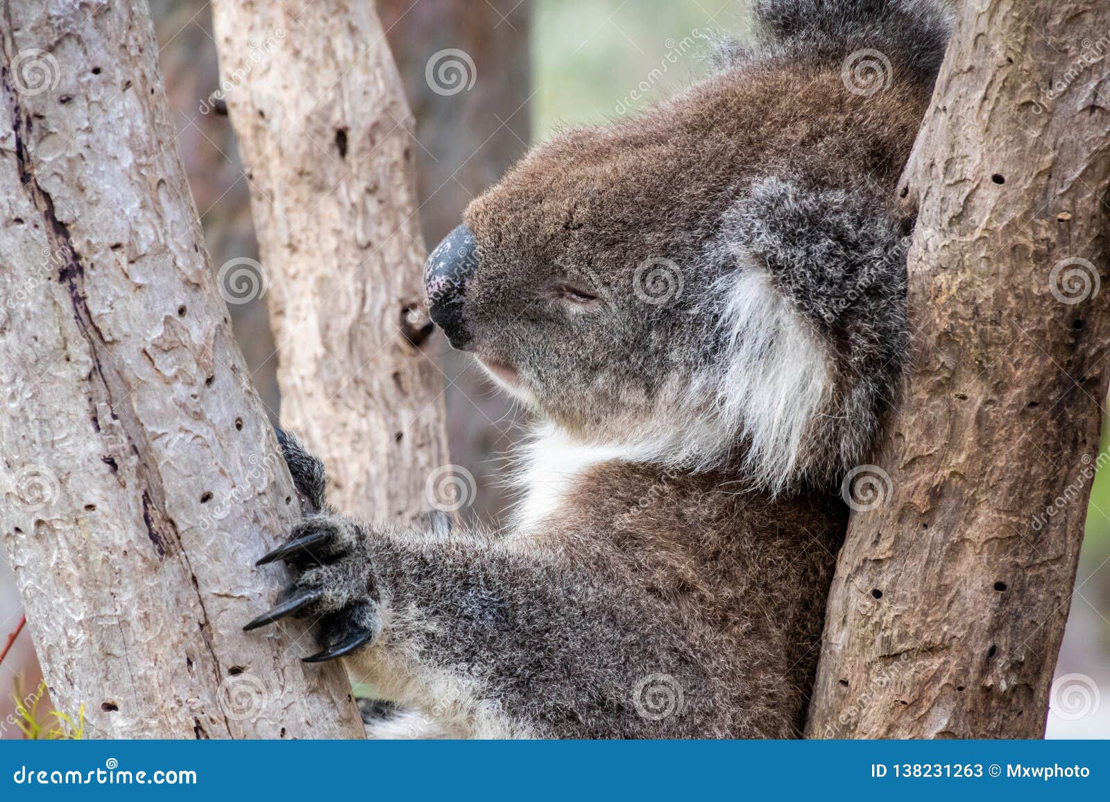 Koala Claws