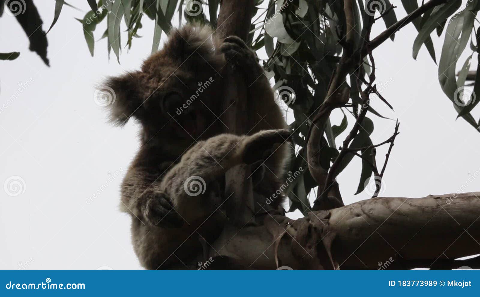 Koala Scratching and Falling Asleep Stock Video - Video of animal, bear ...