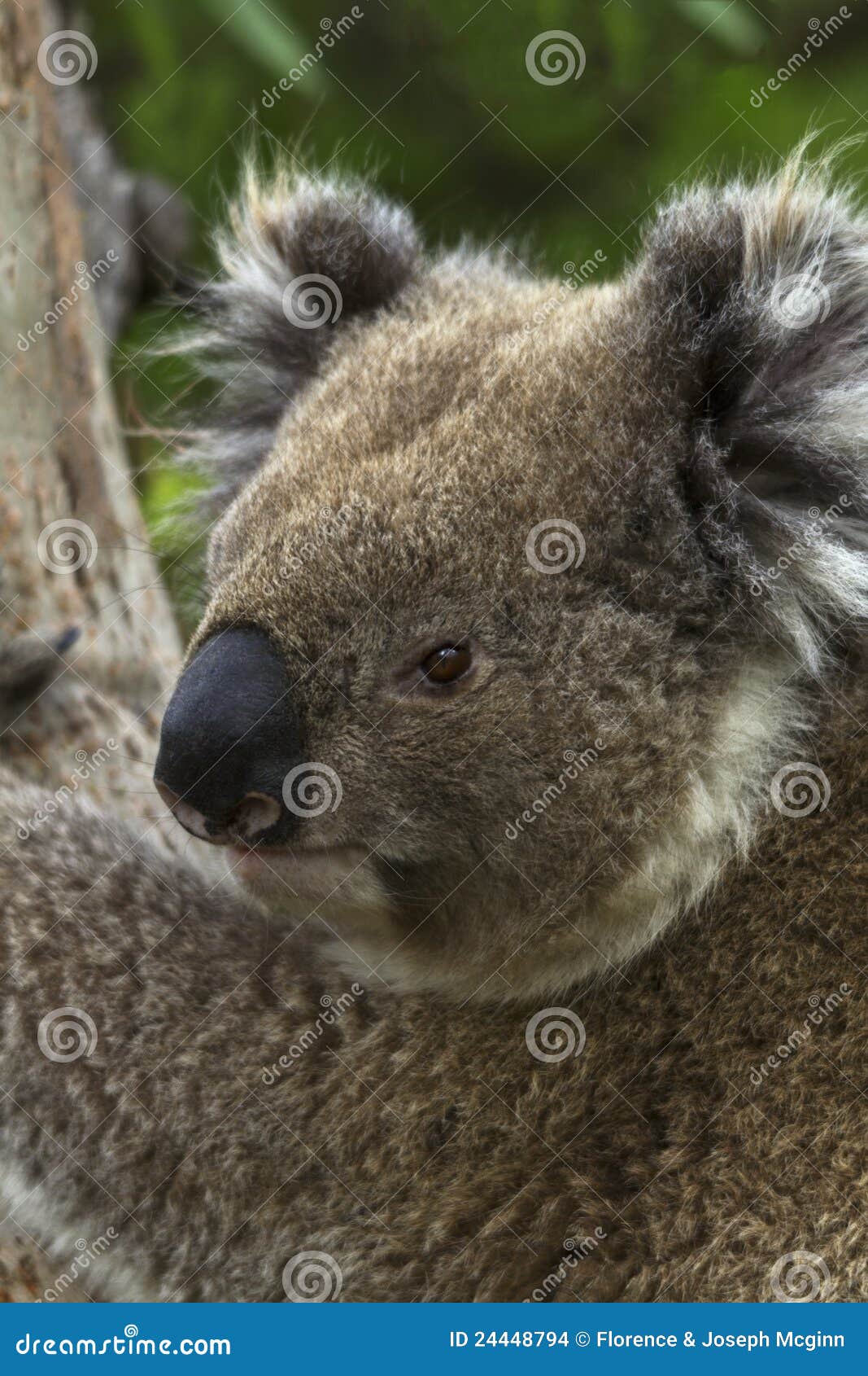 Wild Koala Turns His Head stock photo. Image of tree - 24448794