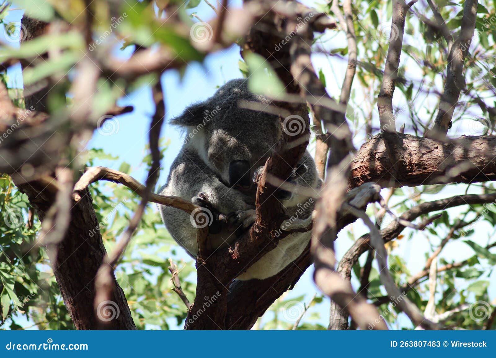 Koala s Nap in the tree stock image. Image of fauna - 263807483