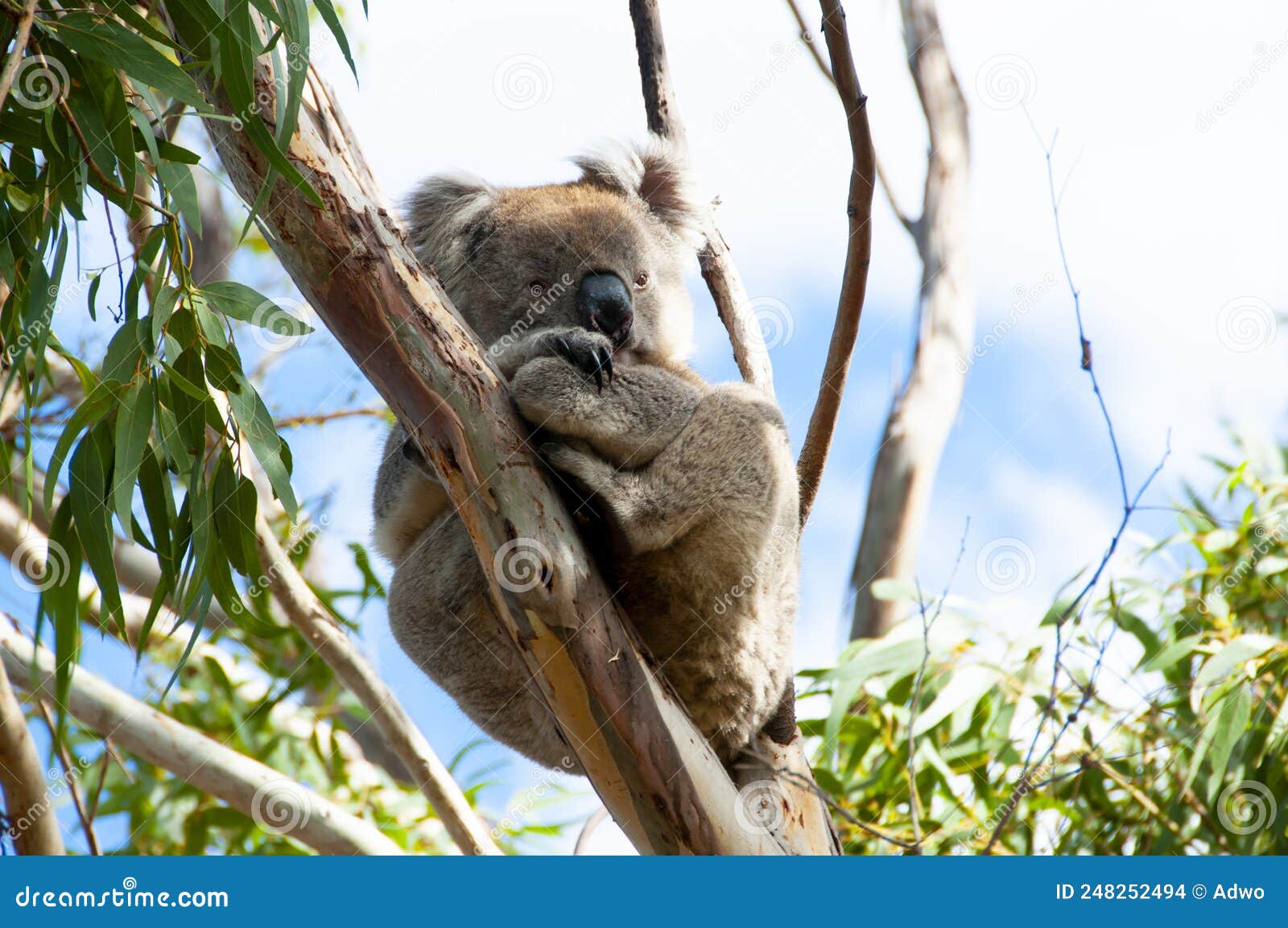 Wild Koala stock photo. Image of park, koala, marsupial - 248252494