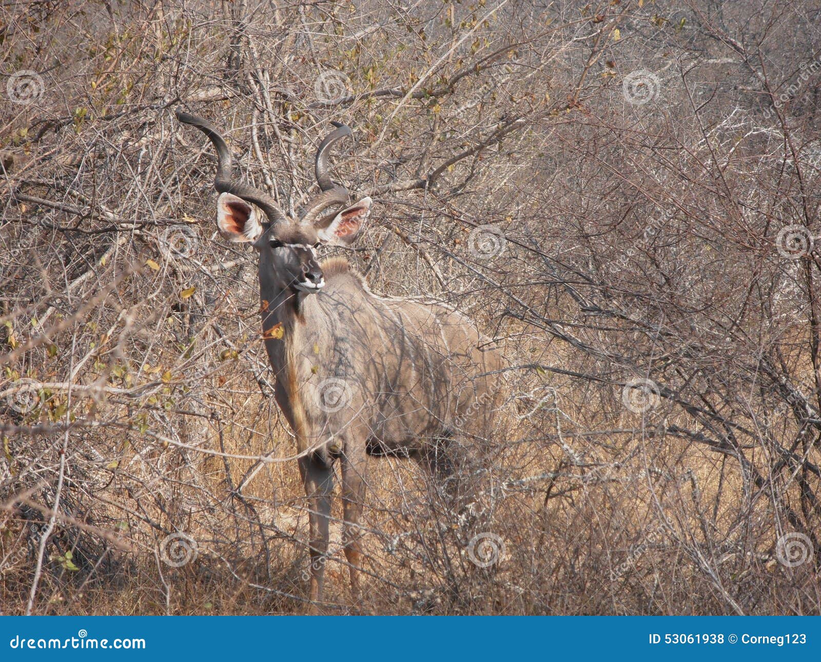 Wild koedoe in bush stock photo. Image of koedoe, outside - 53061938