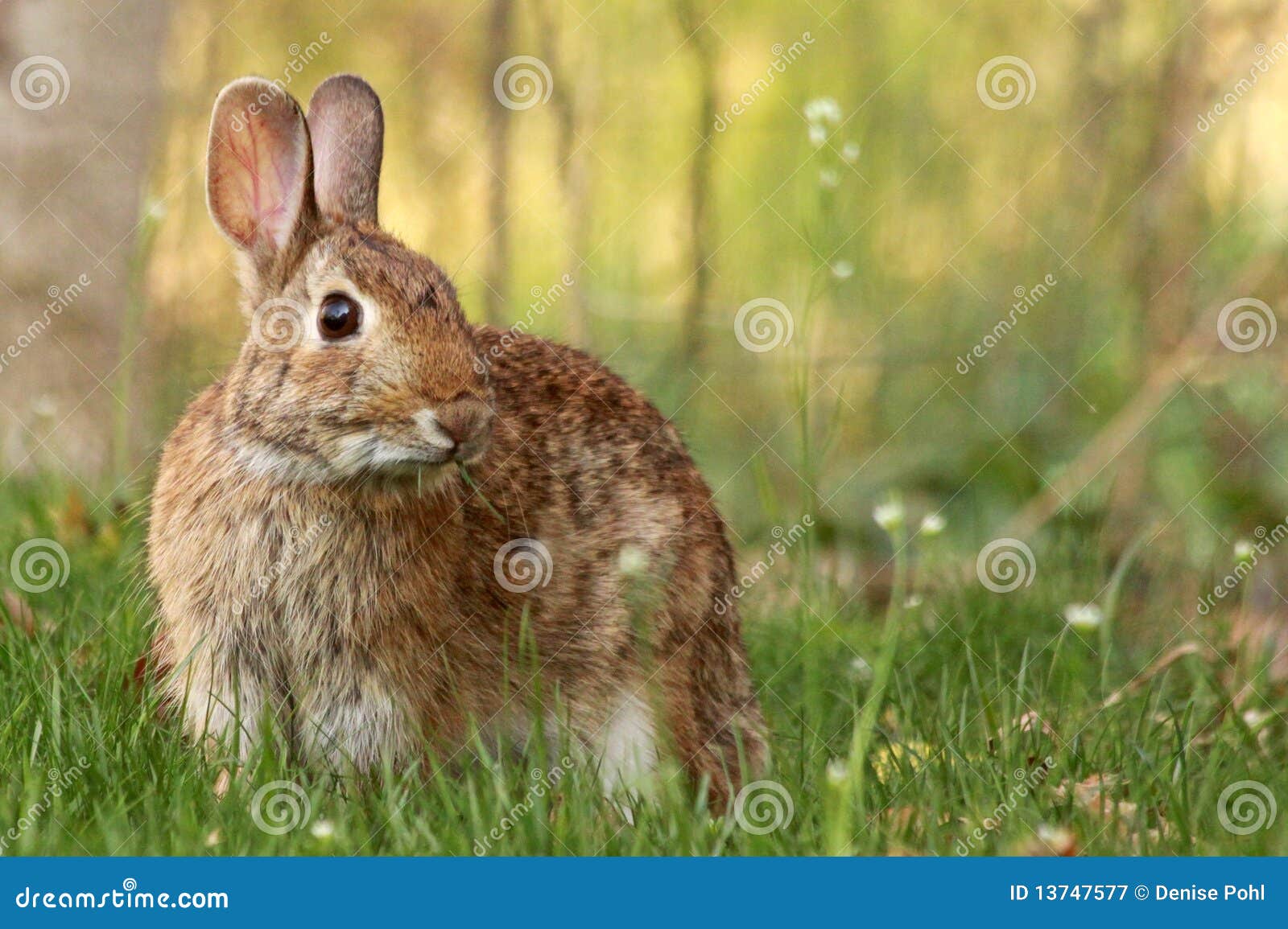Wild konijn. stock afbeelding. Image of bont, neus, konijn - 13747577