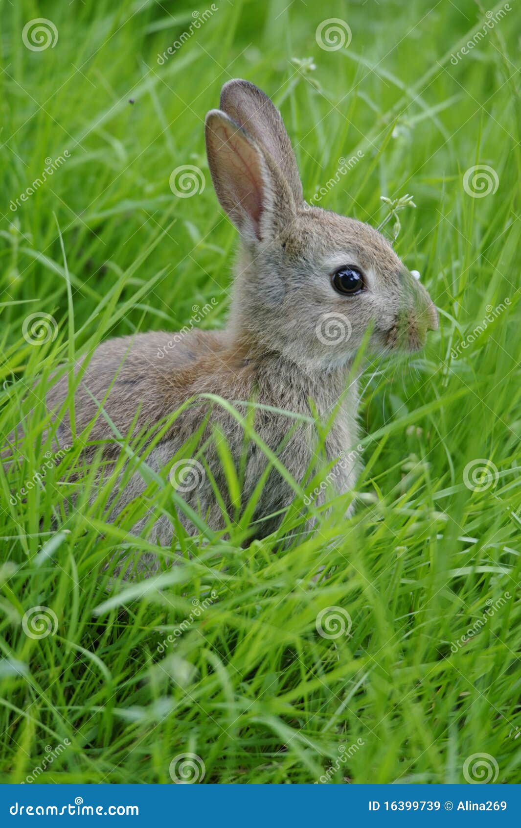 Wild Konijn stock afbeelding. Image of ogen, gebied, zitting - 16399739