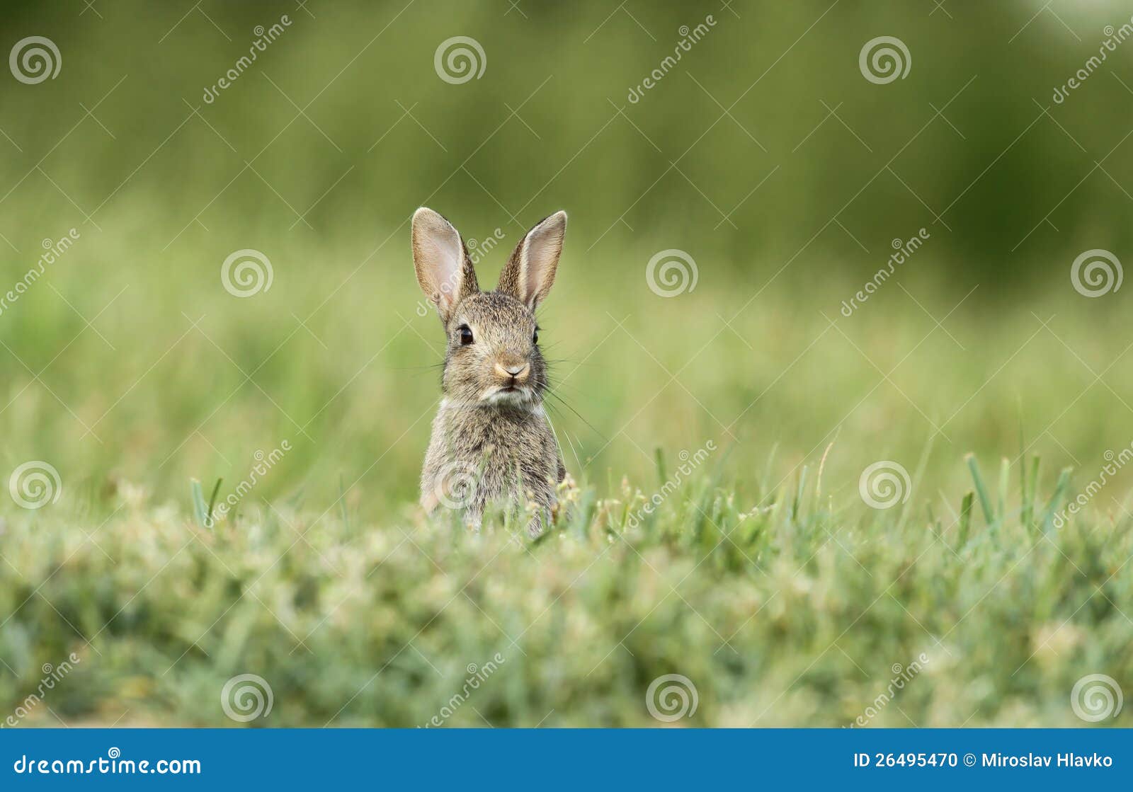 Wild konijn stock foto. Image of behaard, knaagdier, harig - 26495470