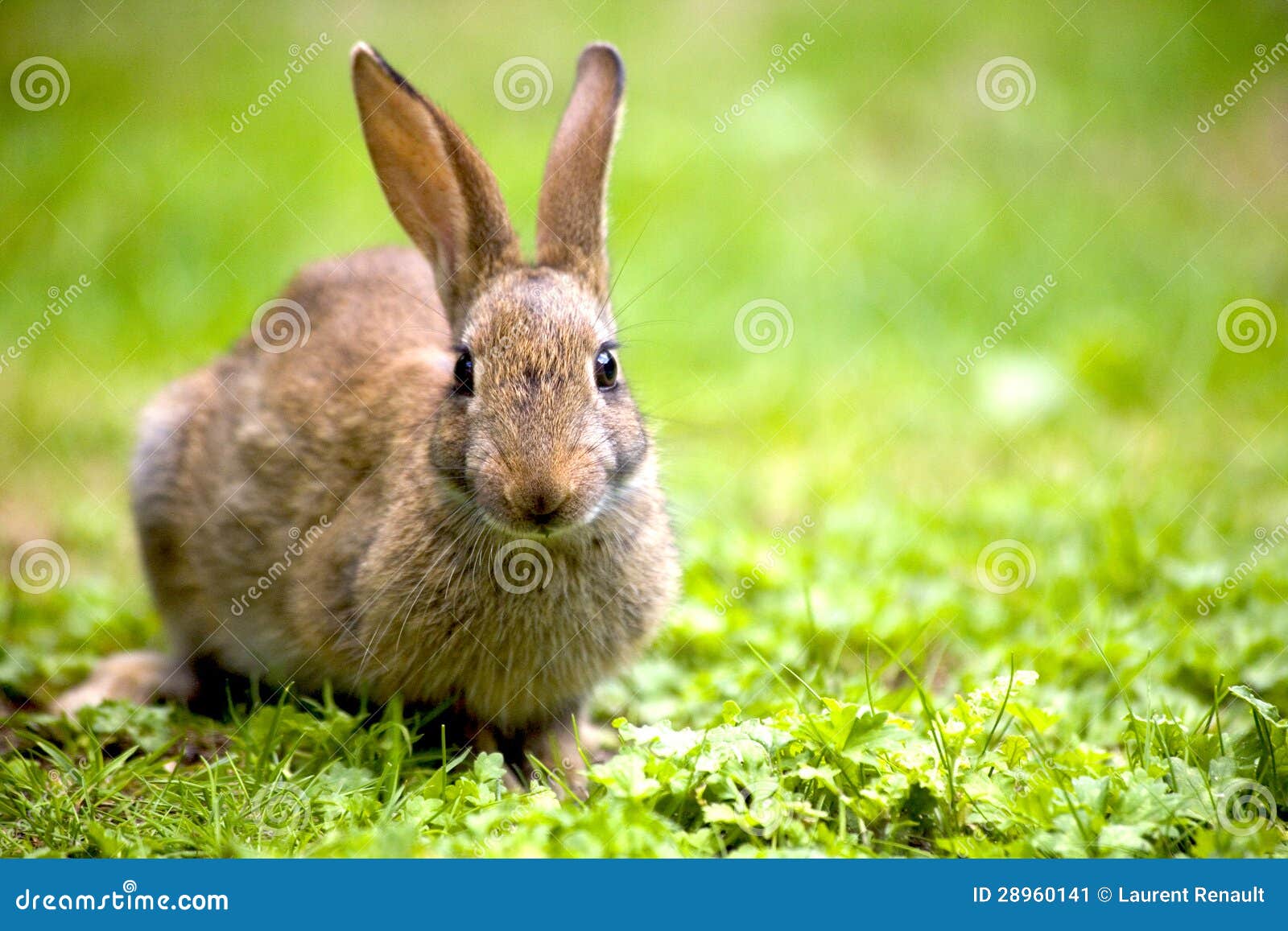 Wild konijn stock afbeelding. Image of zoogdier, wild - 28960141