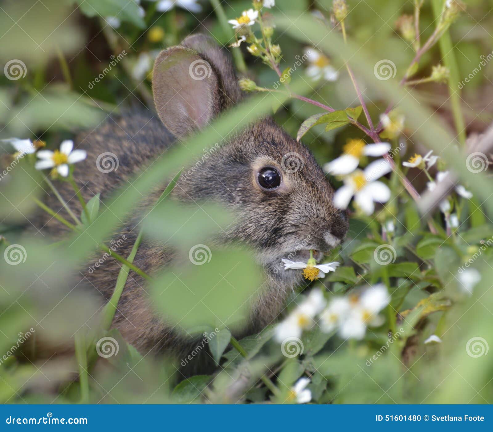 Wild Konijn stock foto. Image of eten, weide, dier, zoogdier - 51601480