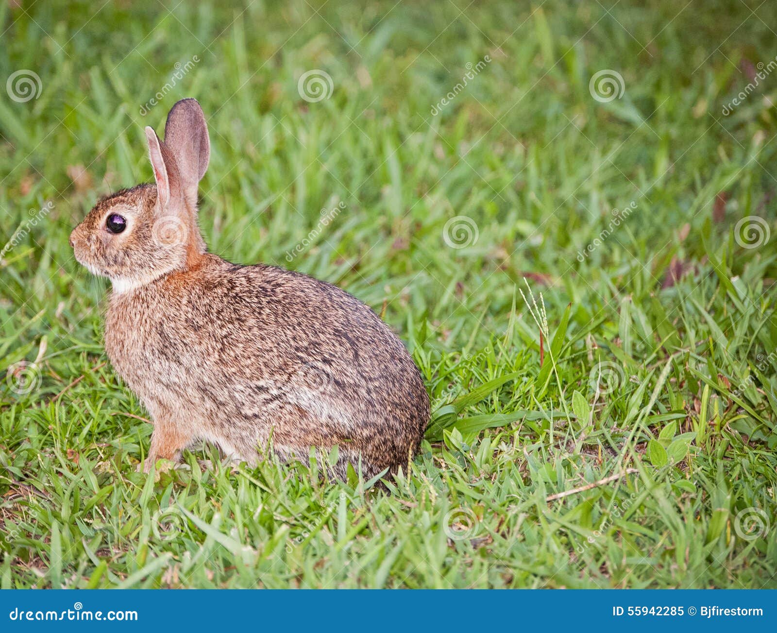 Wild Konijn stock afbeelding. Image of katoenstaartkonijn - 55942285