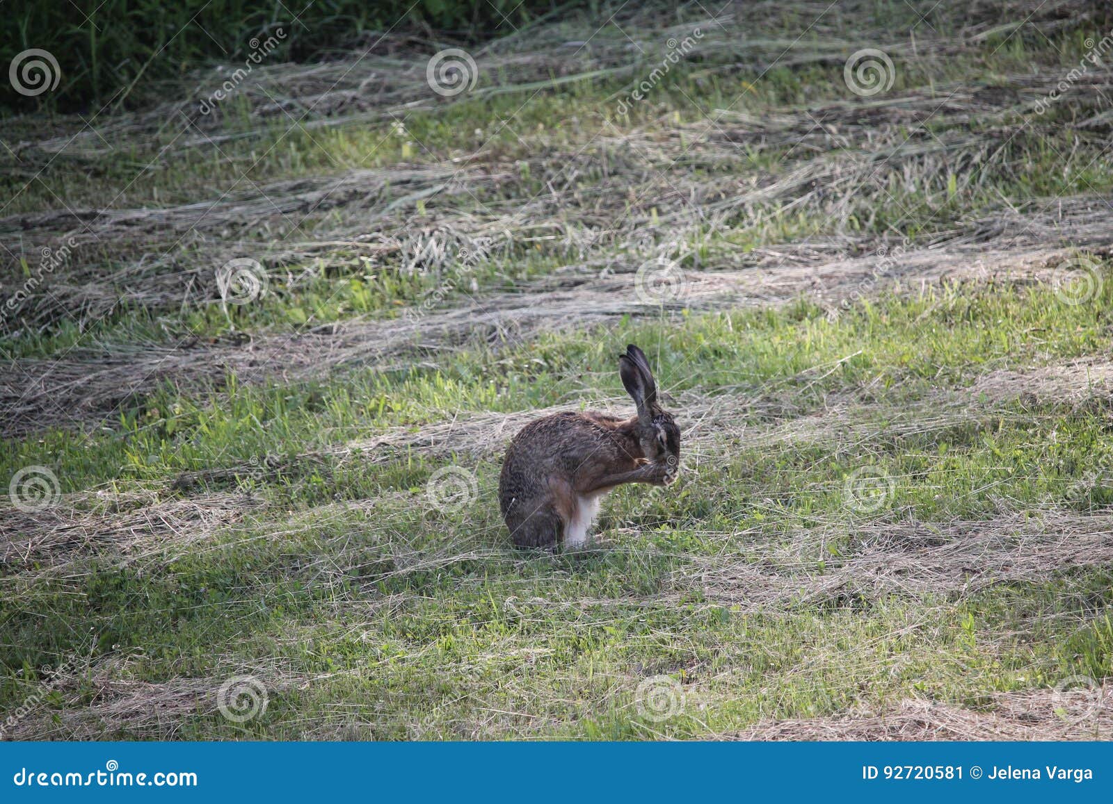 Wild Konijn stock afbeelding. Image of konijntje, bruin - 92720581