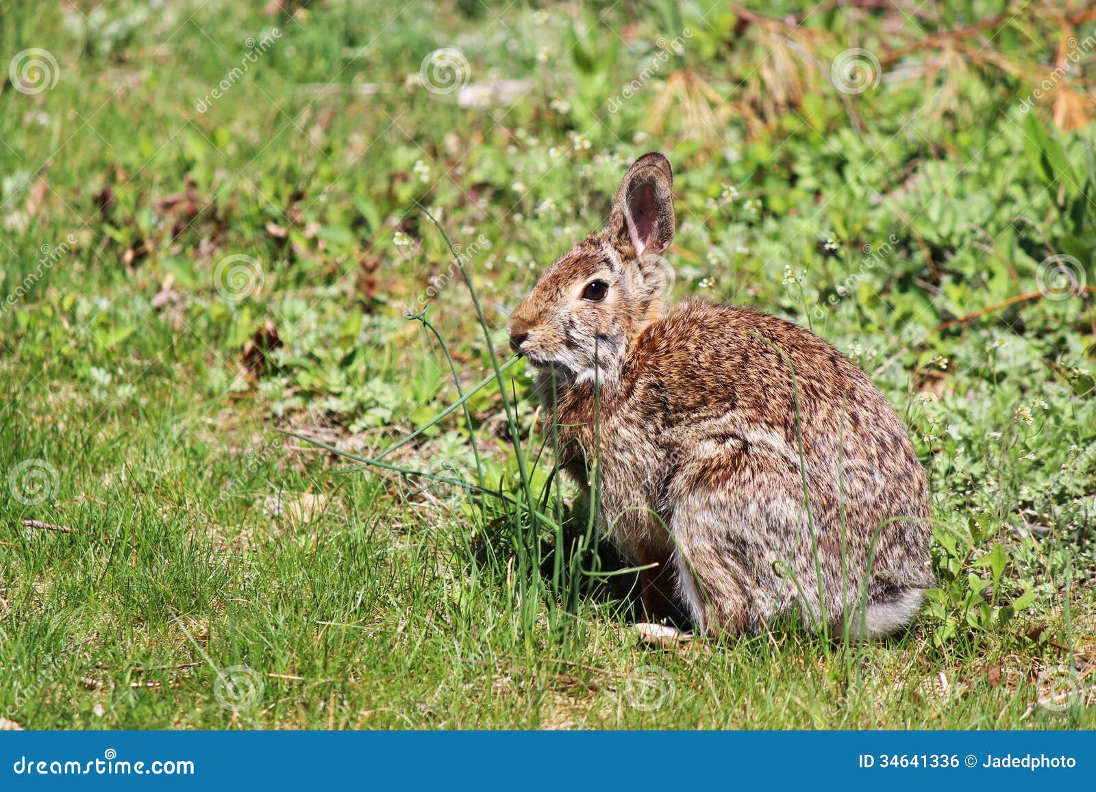Wild konijn die gras eten stock foto. Image of nave, huisdier - 34641336