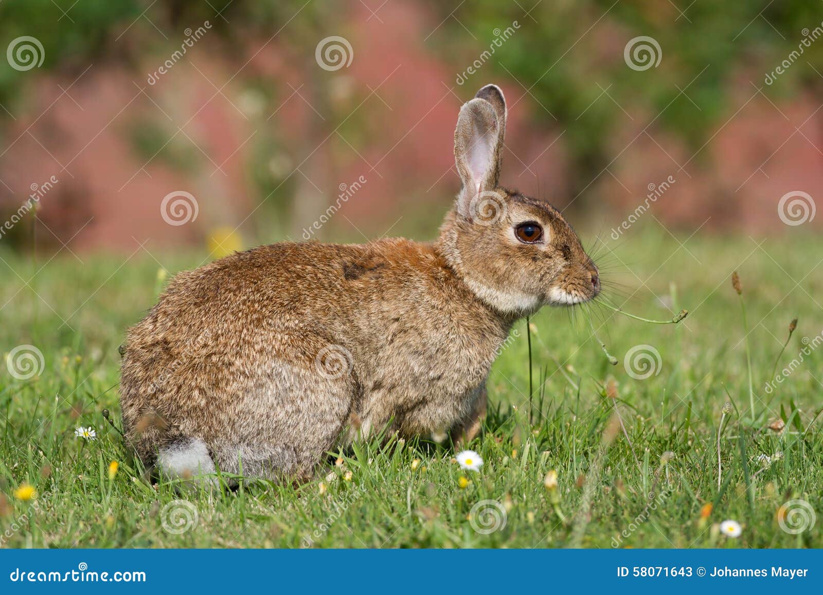 Wild Konijn (Oryctolagus-cuniculus) Stock Afbeelding - Image of ...