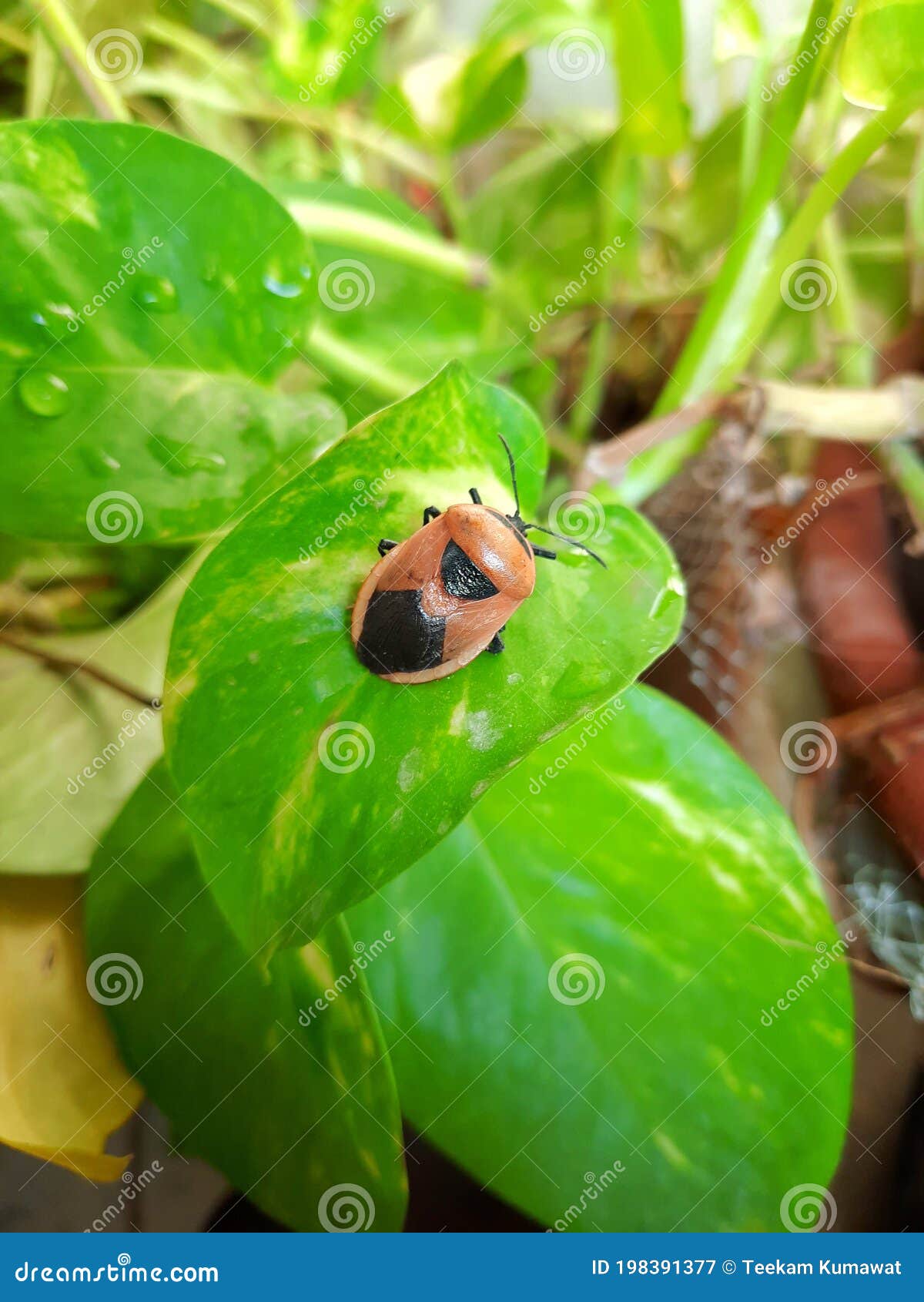 Wild Ladybug Ladybettel Red Black Insect Stock Image - Image of black ...