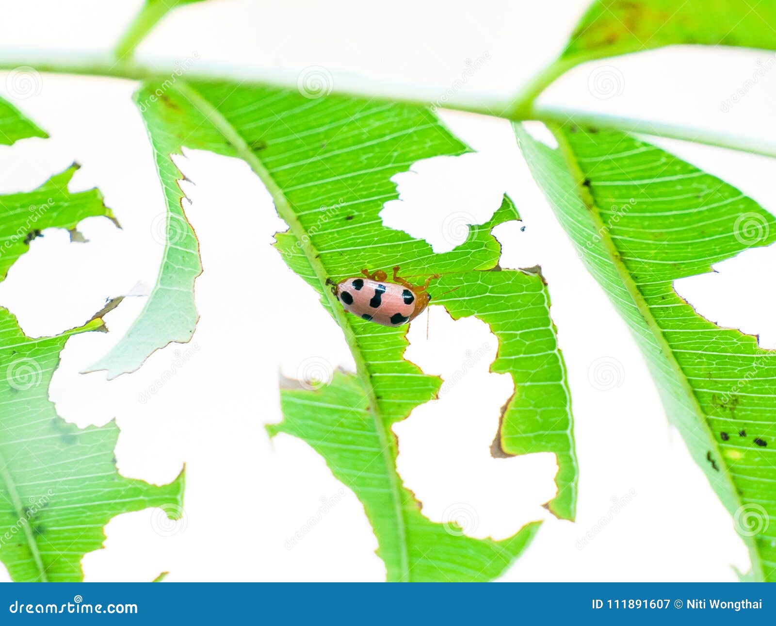 Wild Ladybug is Mating in the Wild Stock Image - Image of closeup ...