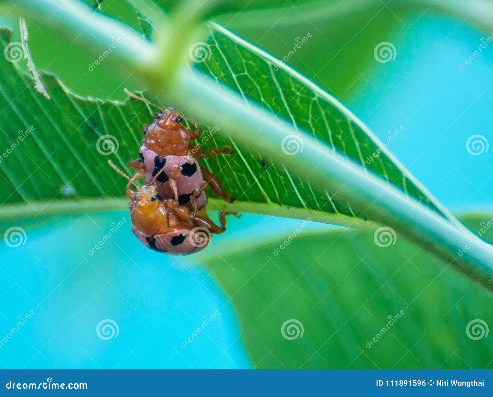 Wild Ladybug is Mating in the Wild Stock Photo - Image of fauna, black ...