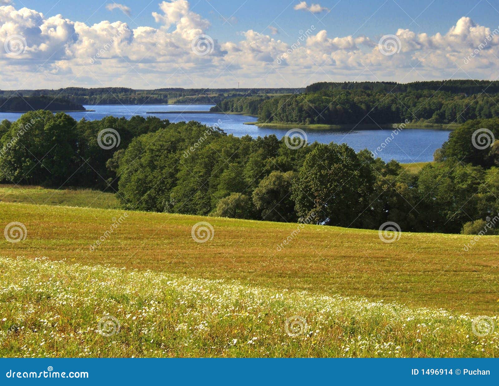Wild landscape stock photo. Image of grass, fresh, yellow - 1496914