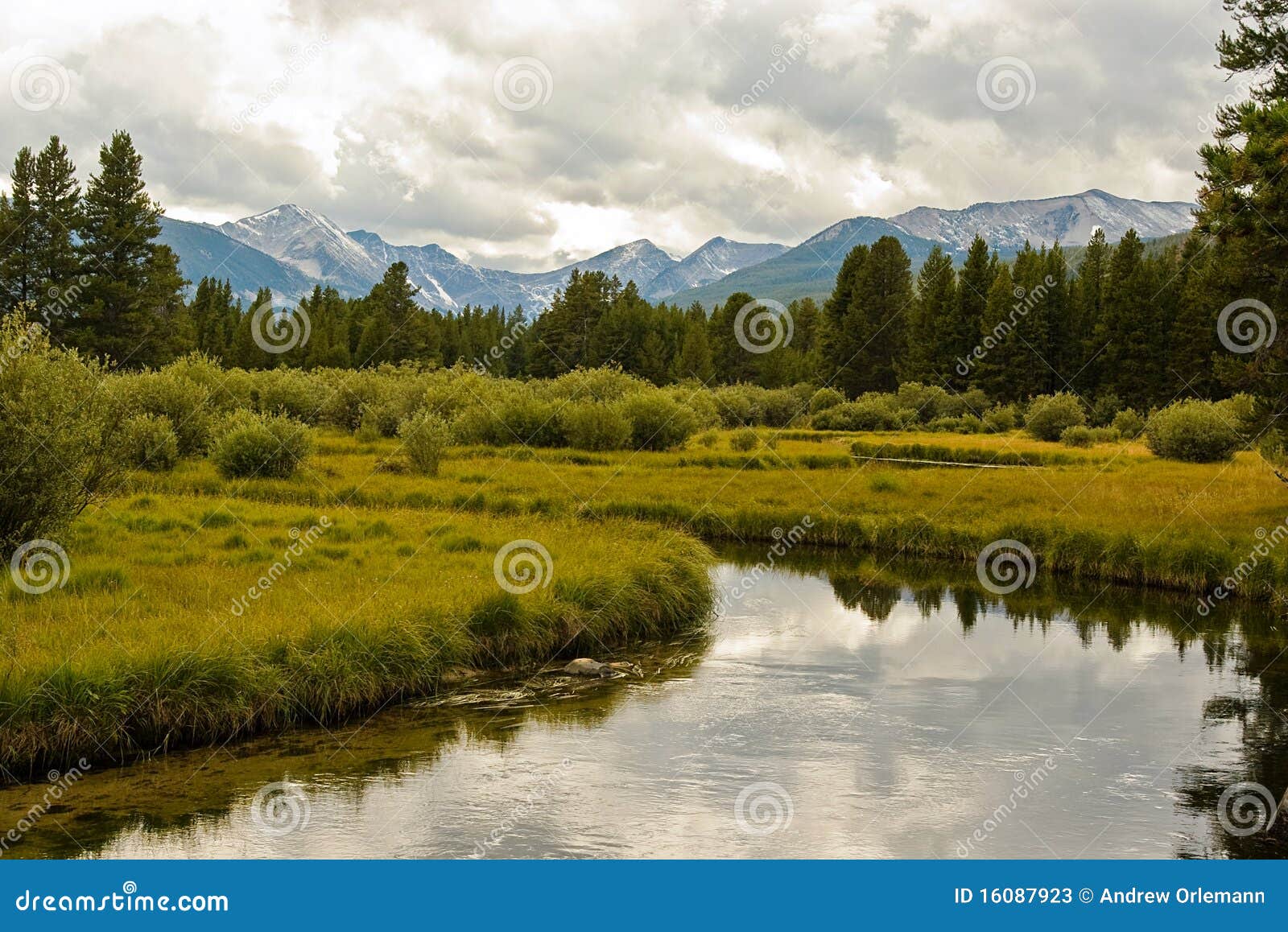 Wild Landscape stock image. Image of wild, forest, tree - 16087923