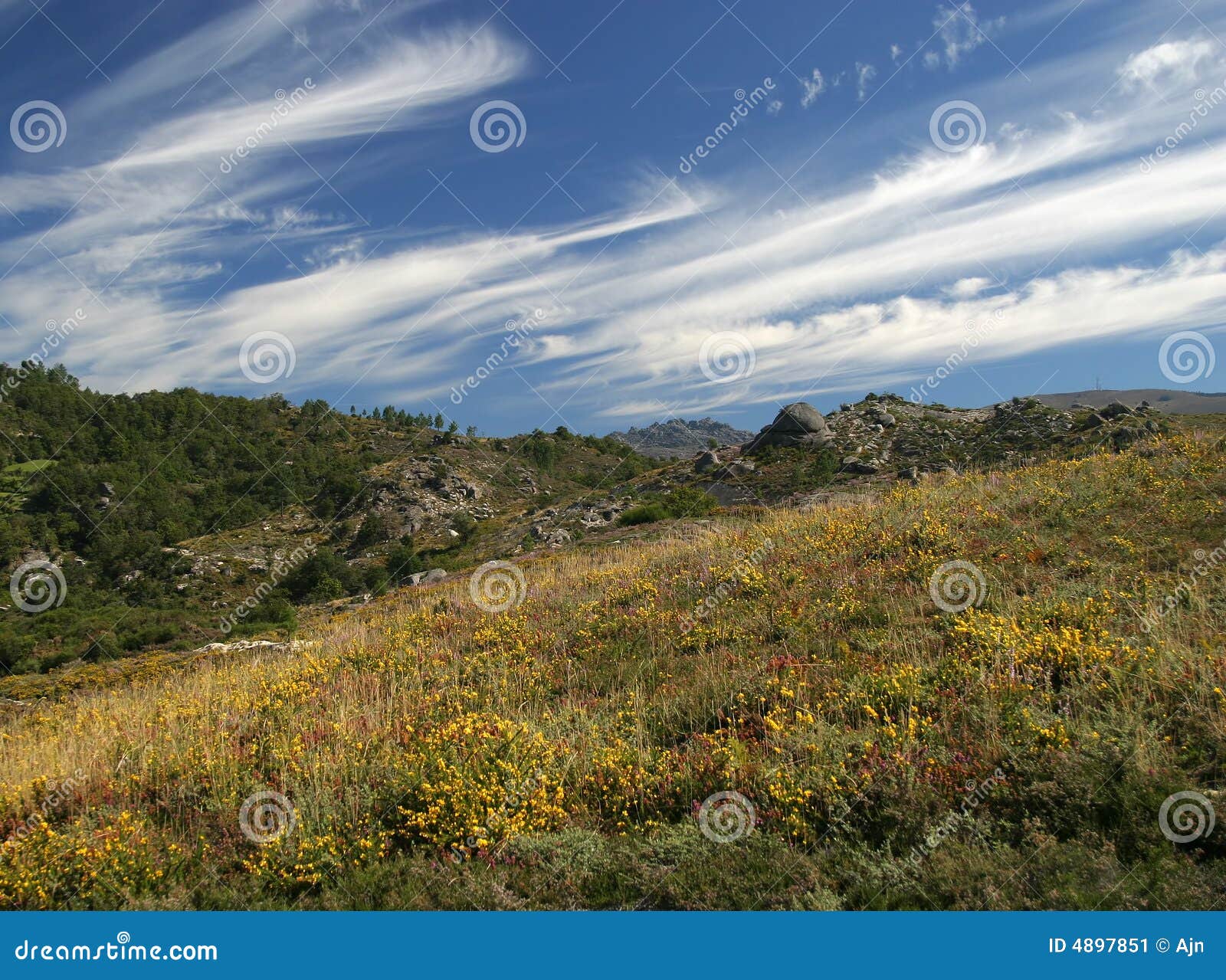 Wild Landscape stock image. Image of life, beauty, green - 4897851