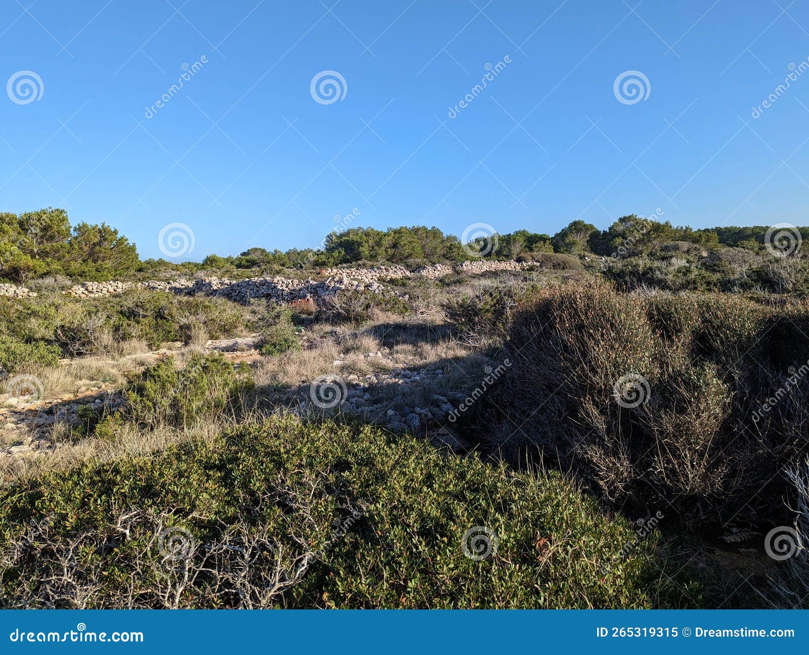 The Wild Landscape in Menorca Stock Image - Image of flower, terrain ...